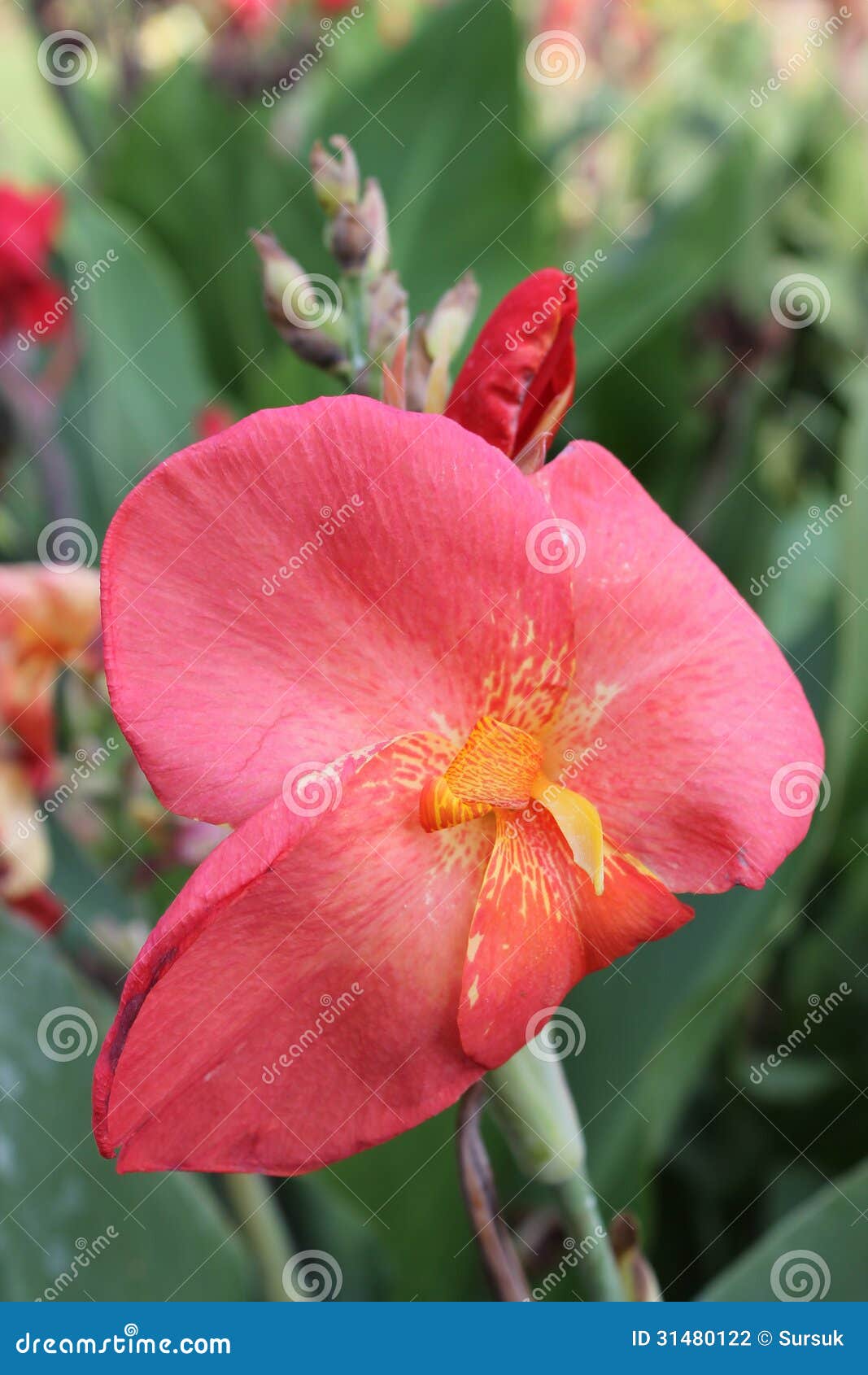 Full Bloomed Pink Canna Flower Stock Photo - Image of beautiful, full ...