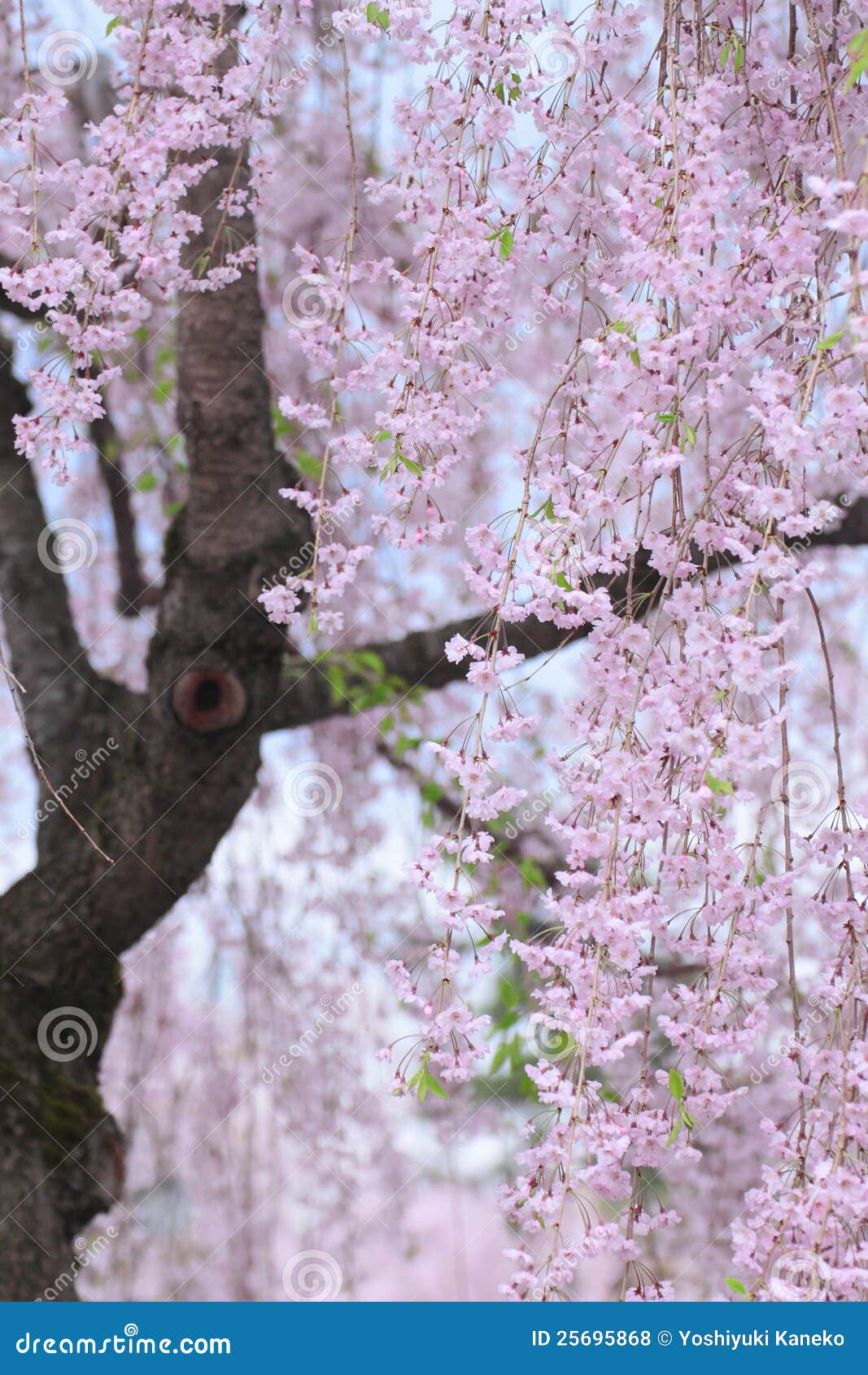 Full Bloomed Cherry Blossoms Stock Photo - Image of beautiful, garden ...