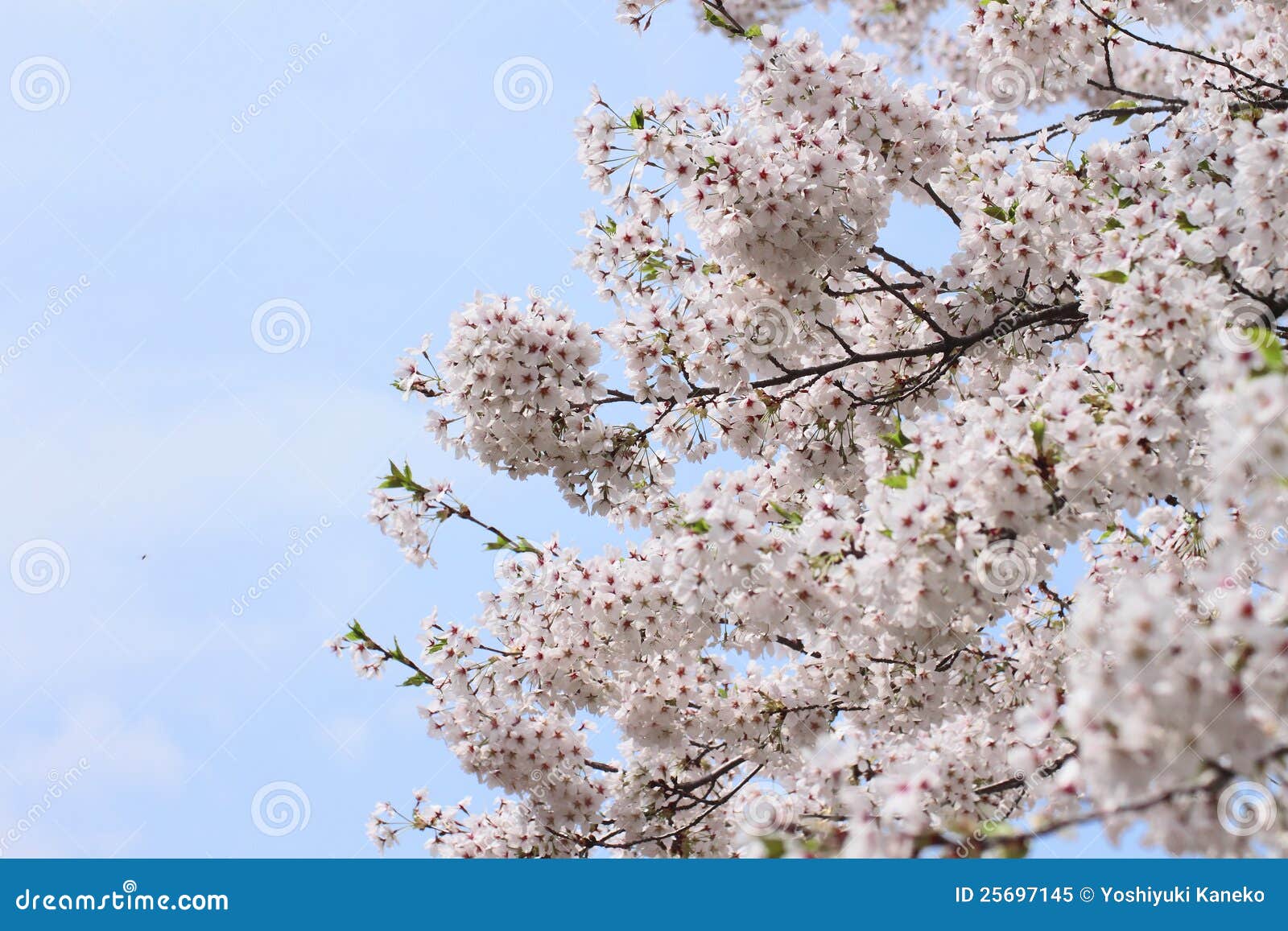 Full Bloomed Cherry Blossoms Stock Image - Image of town, shizukiishi ...