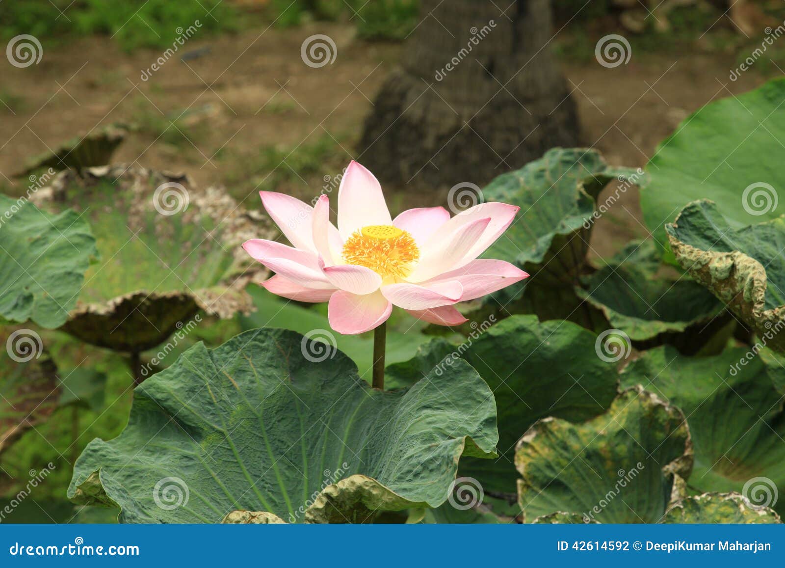 Full bloomed lotus flower stock photo. Image of flower - 42614592