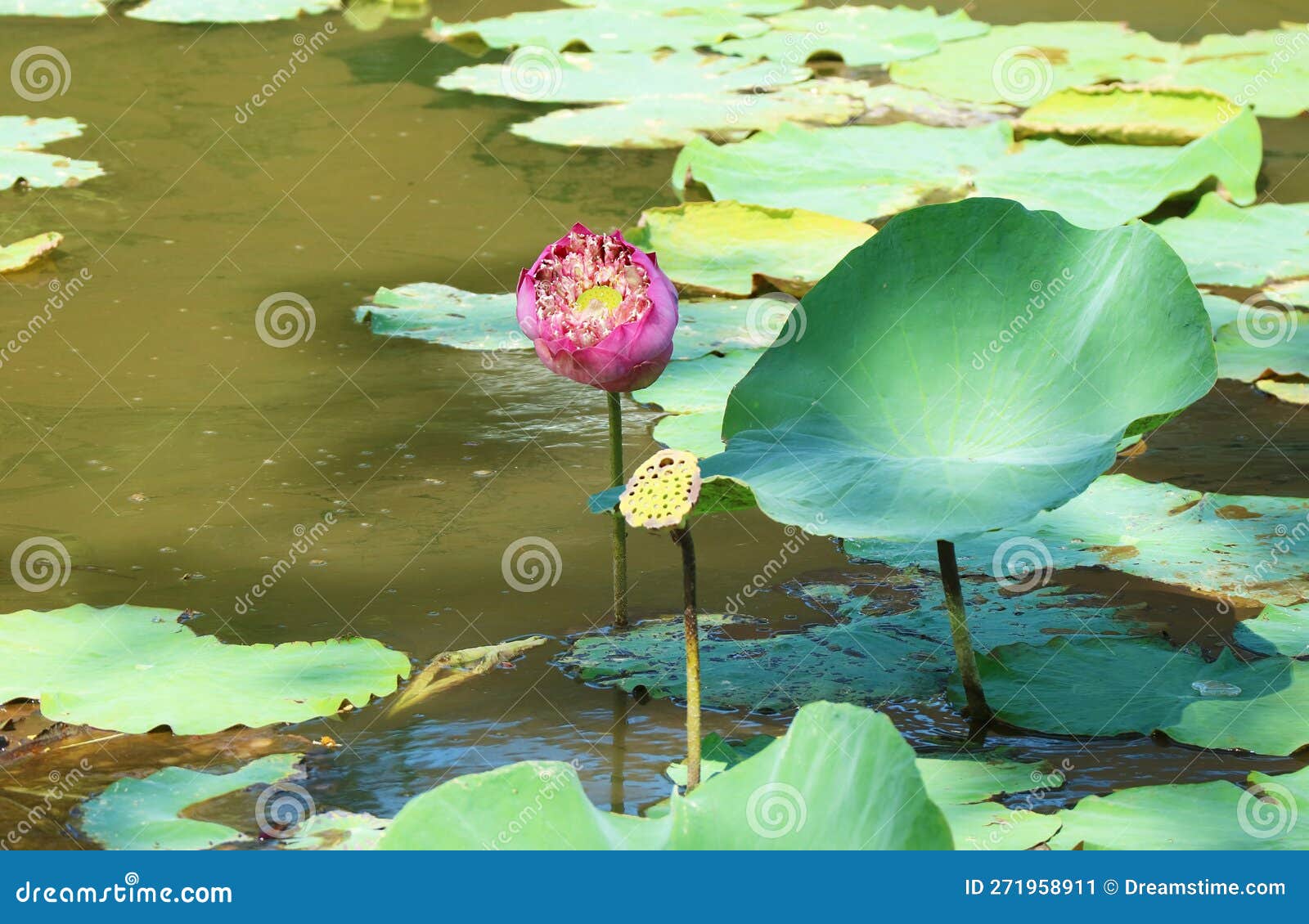 Full Bloomed Lotus Flower with an Opened Seed Pot in the Pond Stock ...