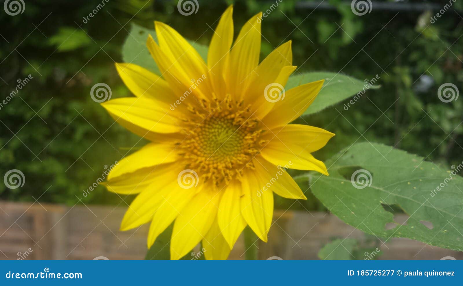 A full bloomed sunflower stock image. Image of herb - 185725277