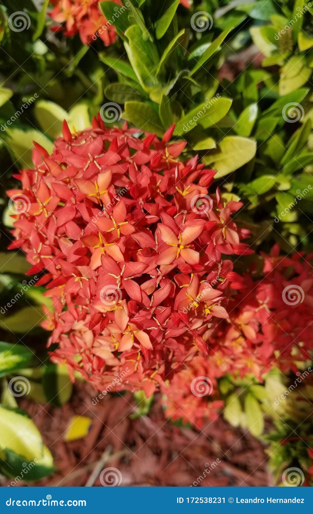 Full Blooming Ixora Maui Hedge Stock Image - Image of shrub, ixora ...