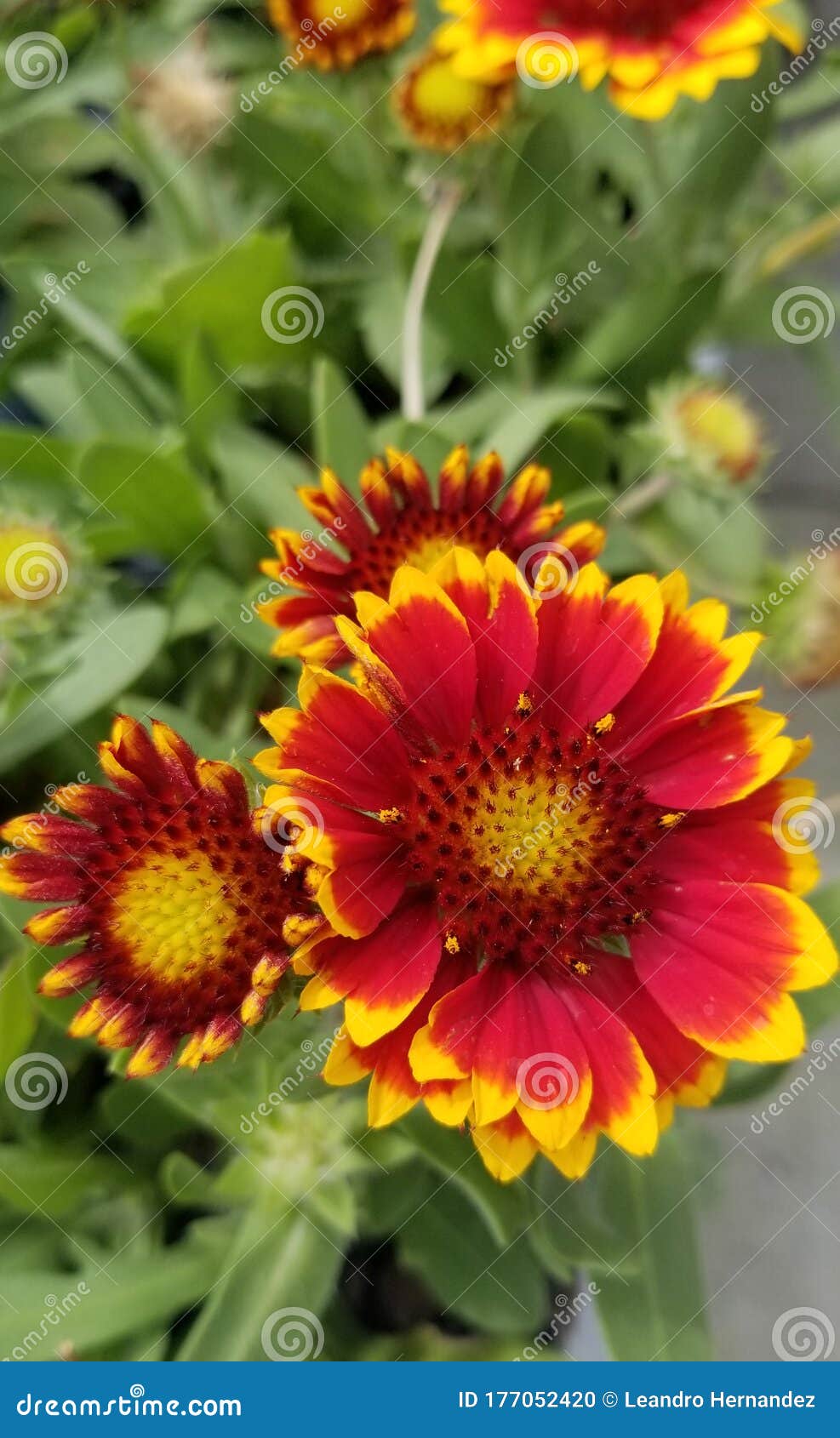 Full Blooming Multi Colored Daisies Stock Photo - Image of ideas ...