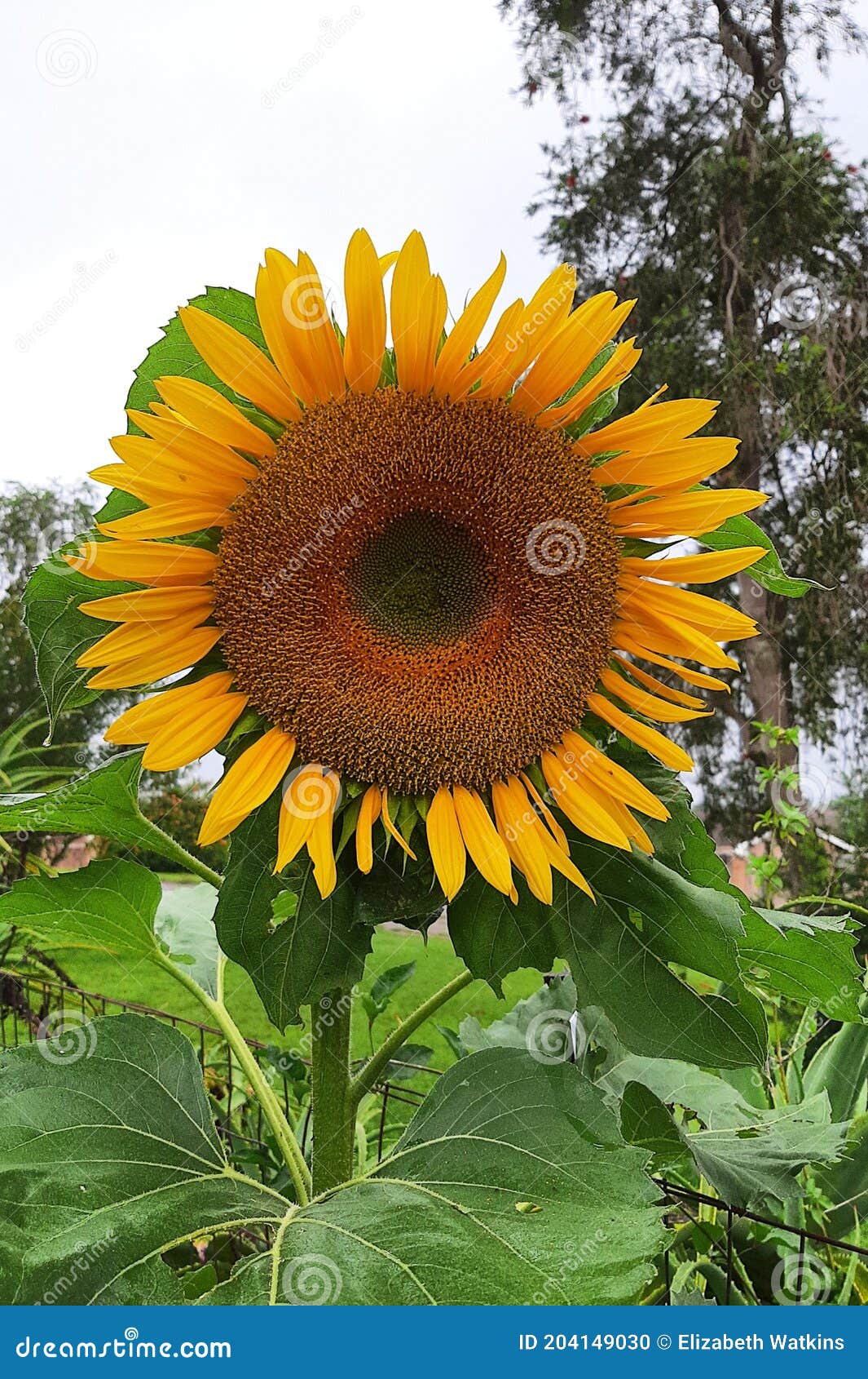 Full Blooming Sunflower Up Close Stock Photo - Image of sunflower ...