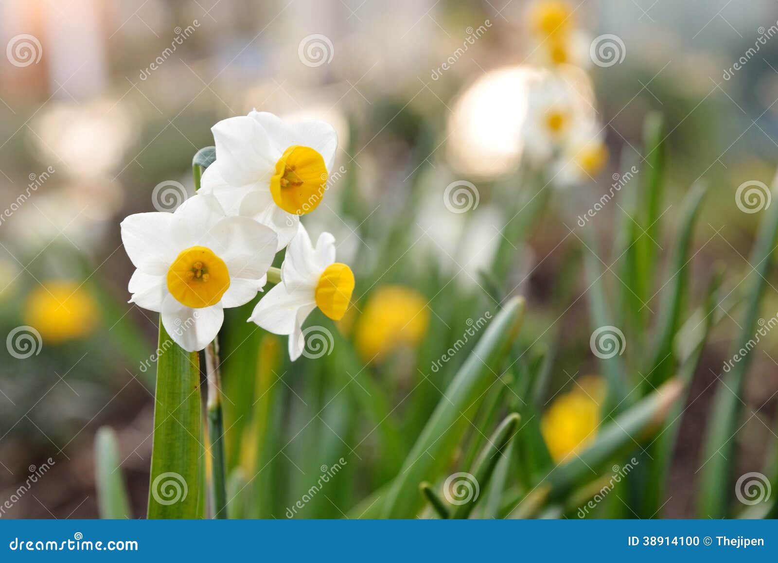 Full Blown Narcissus Flowers Stock Photo - Image of beautiful, bulb ...