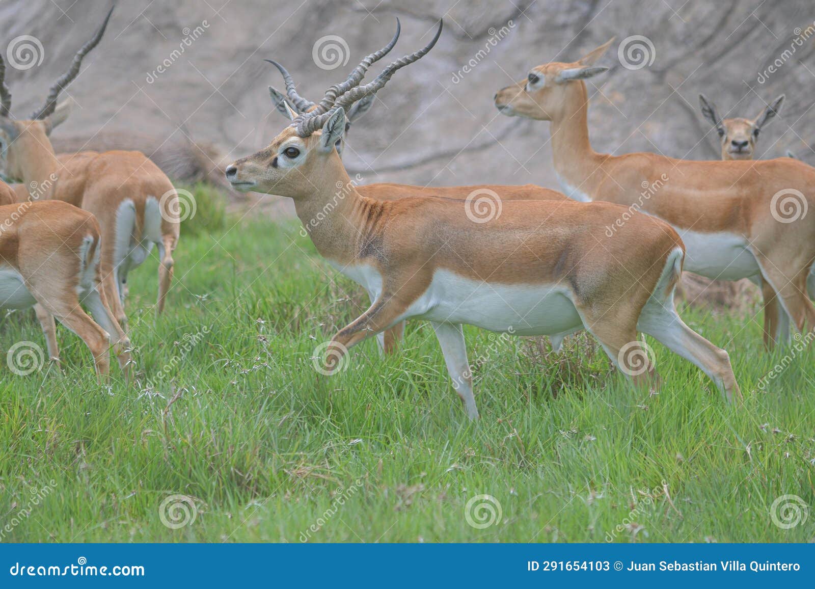 Full body antelope stock image. Image of grazing, body - 291654103
