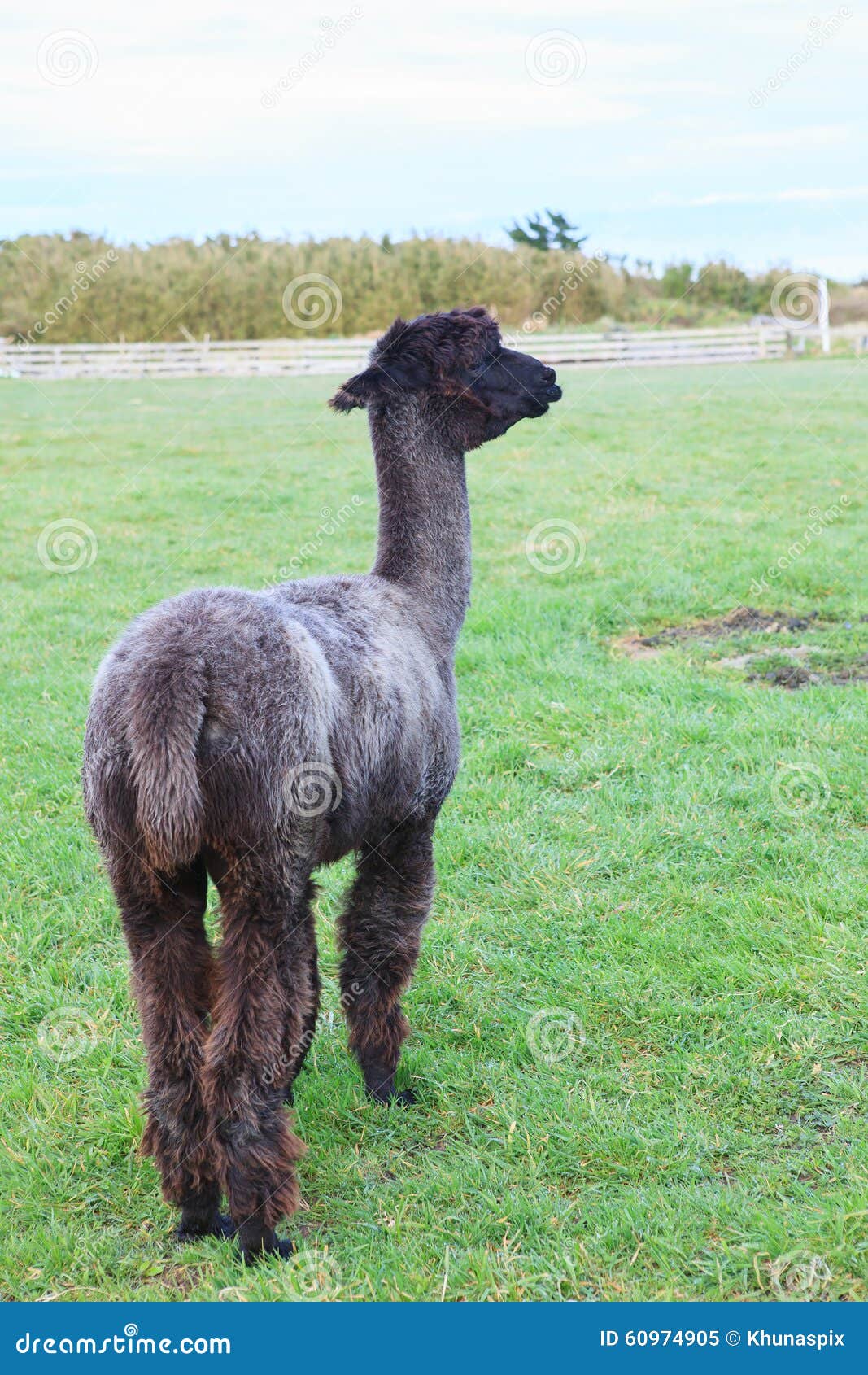 Full Body of Black Fur Alpaca Stock Image - Image of america, outdoor ...
