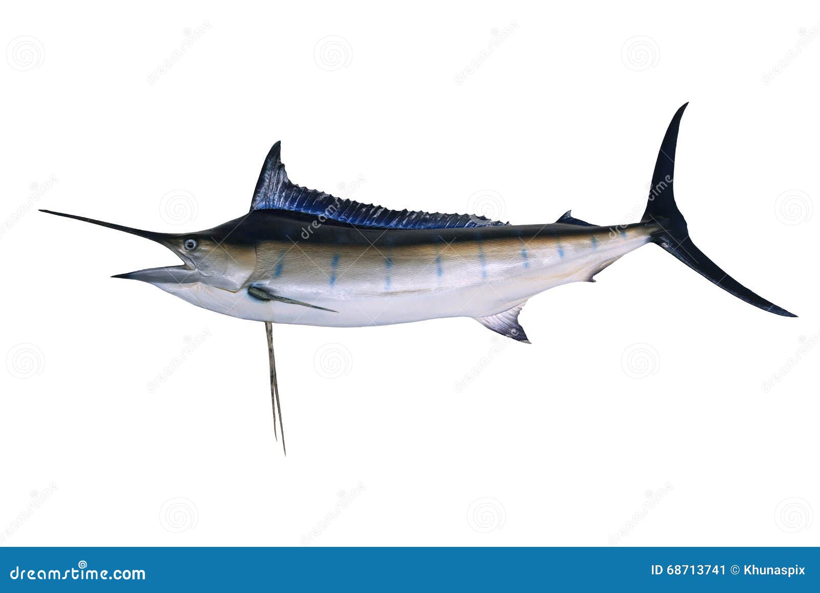 Full Body of Blue Marine Fish White Background Side Vie Stock Image ...