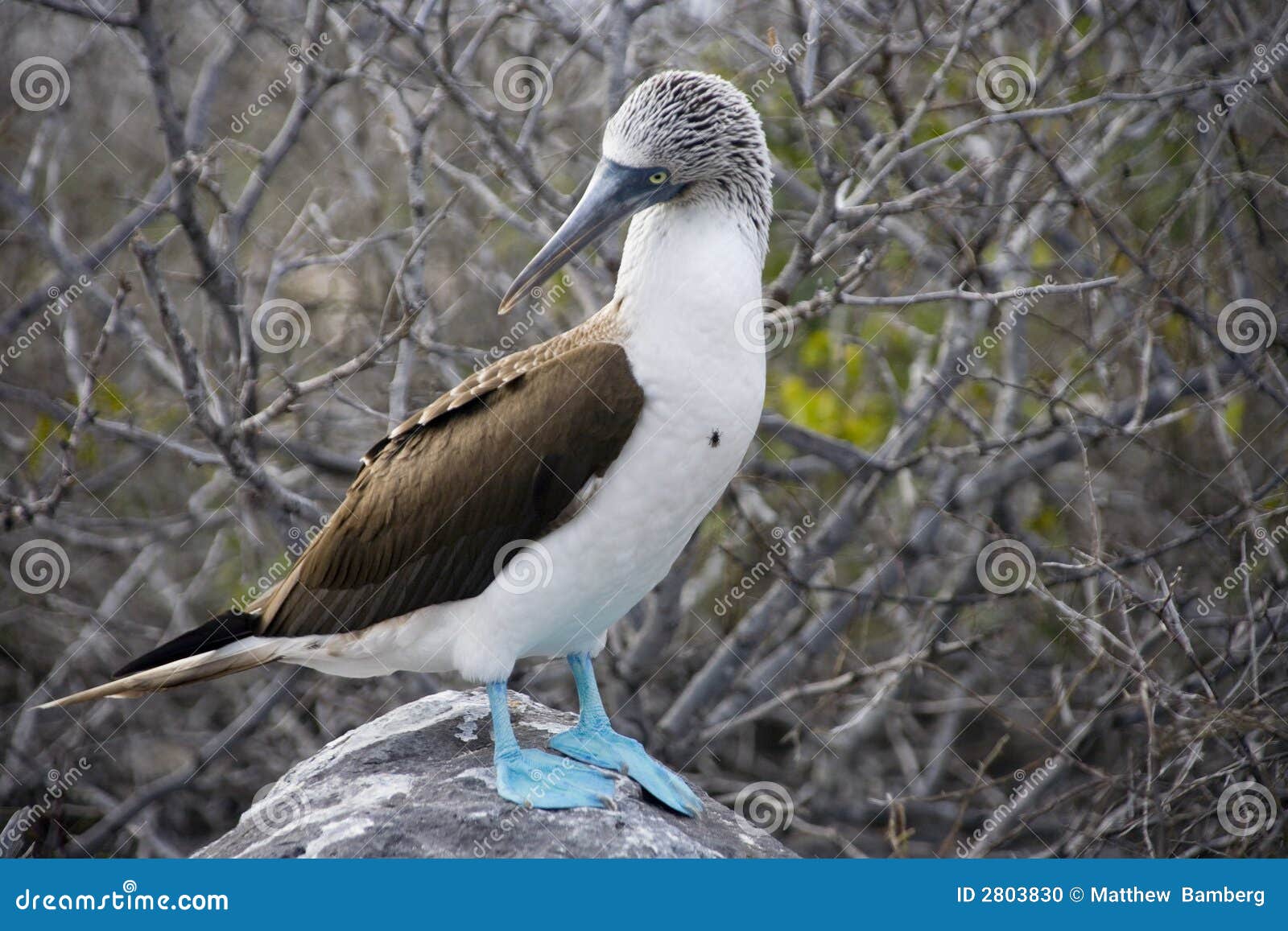 Full Body Boobie stock photo. Image of beautiful, island - 2803830