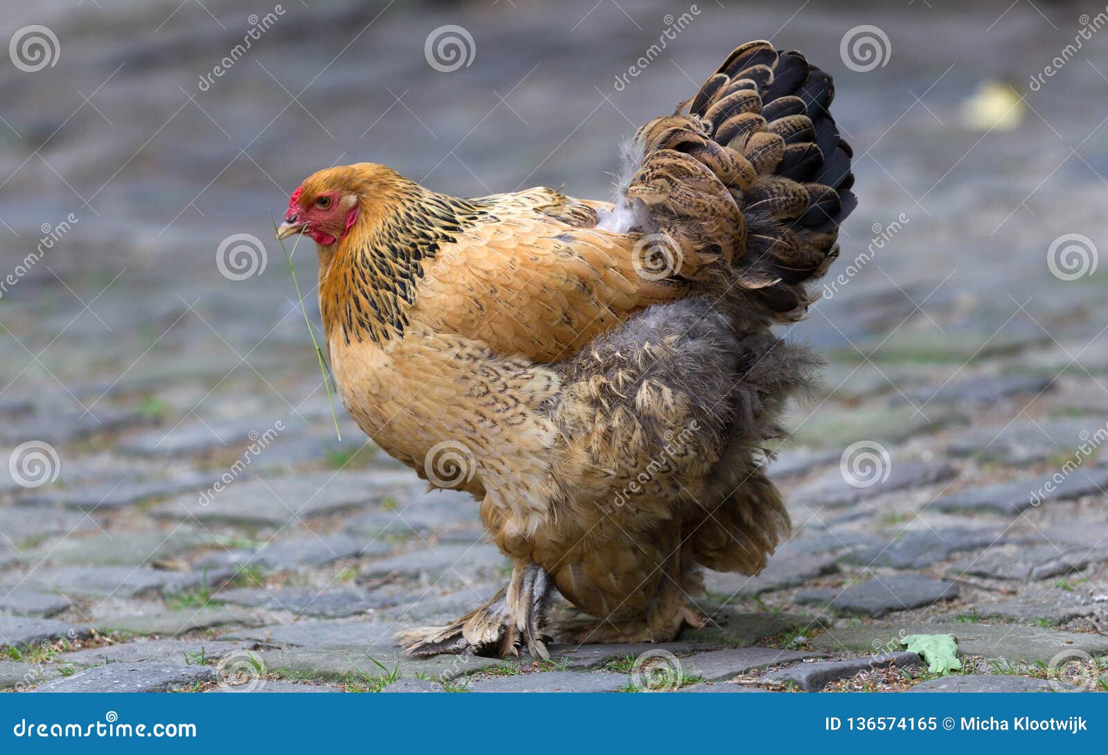 Full Body of Brown Chicken Hen Standing Stock Image - Image of white ...