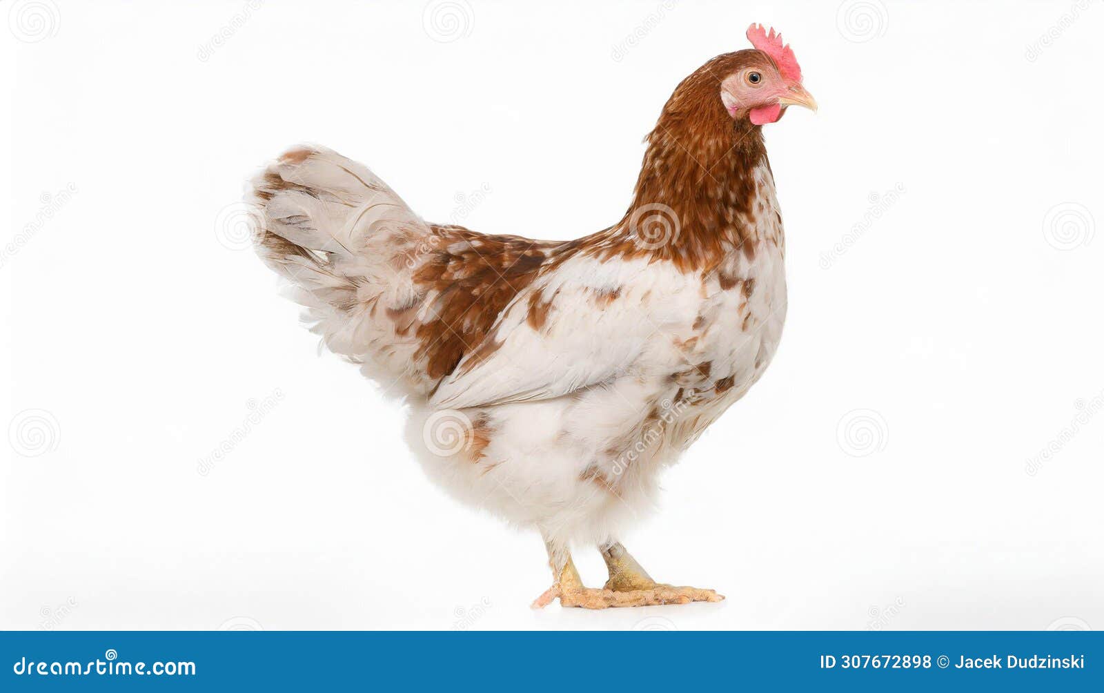 Full Body of Brown Chicken Hen Standing Isolated White Background Stock ...