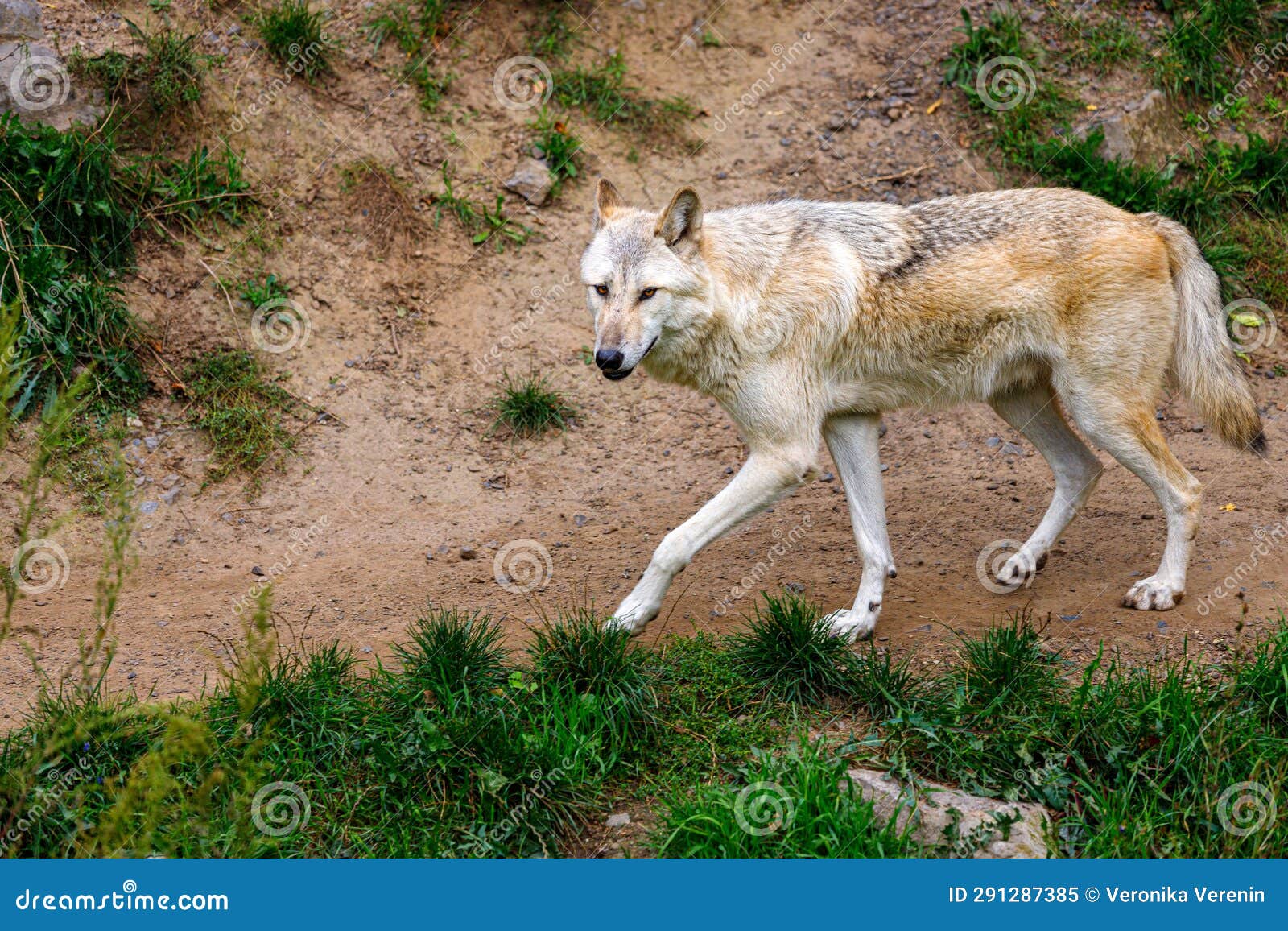Full Body of Eastern Timber Wolf Stock Image - Image of animal, wolf ...
