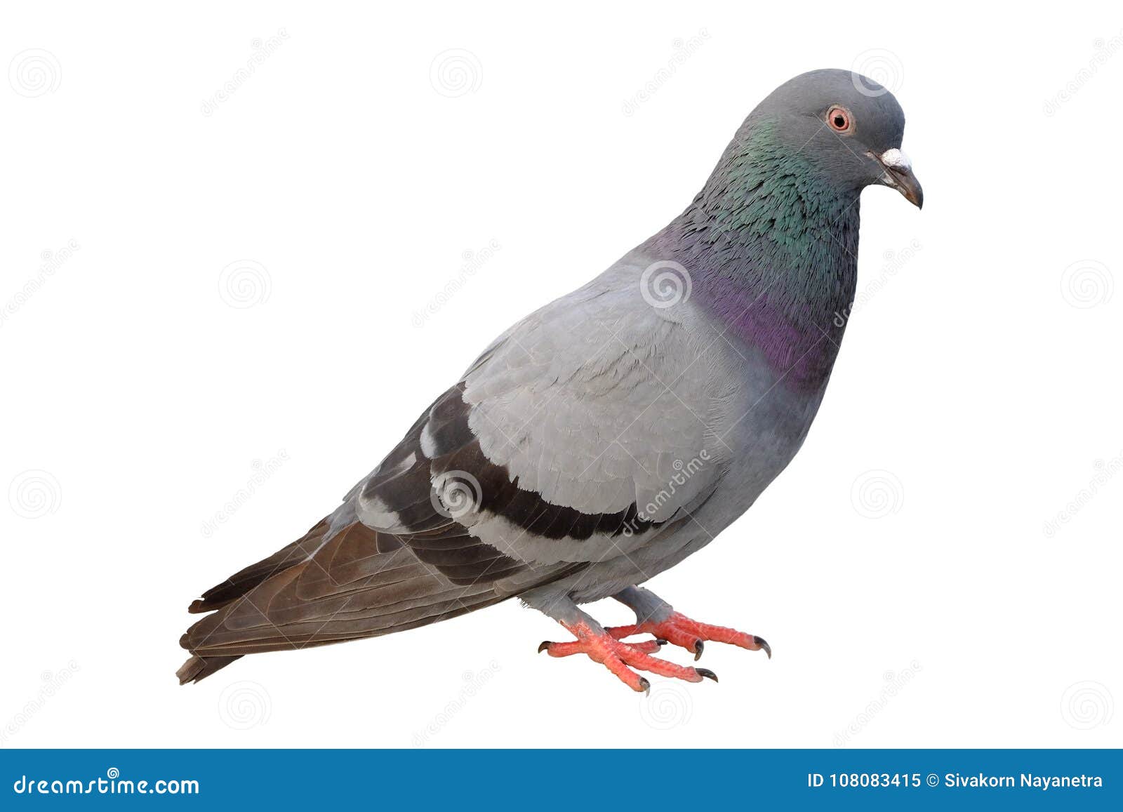 Full Body of Grey Pigeon Isolated on White Background with Clipping ...