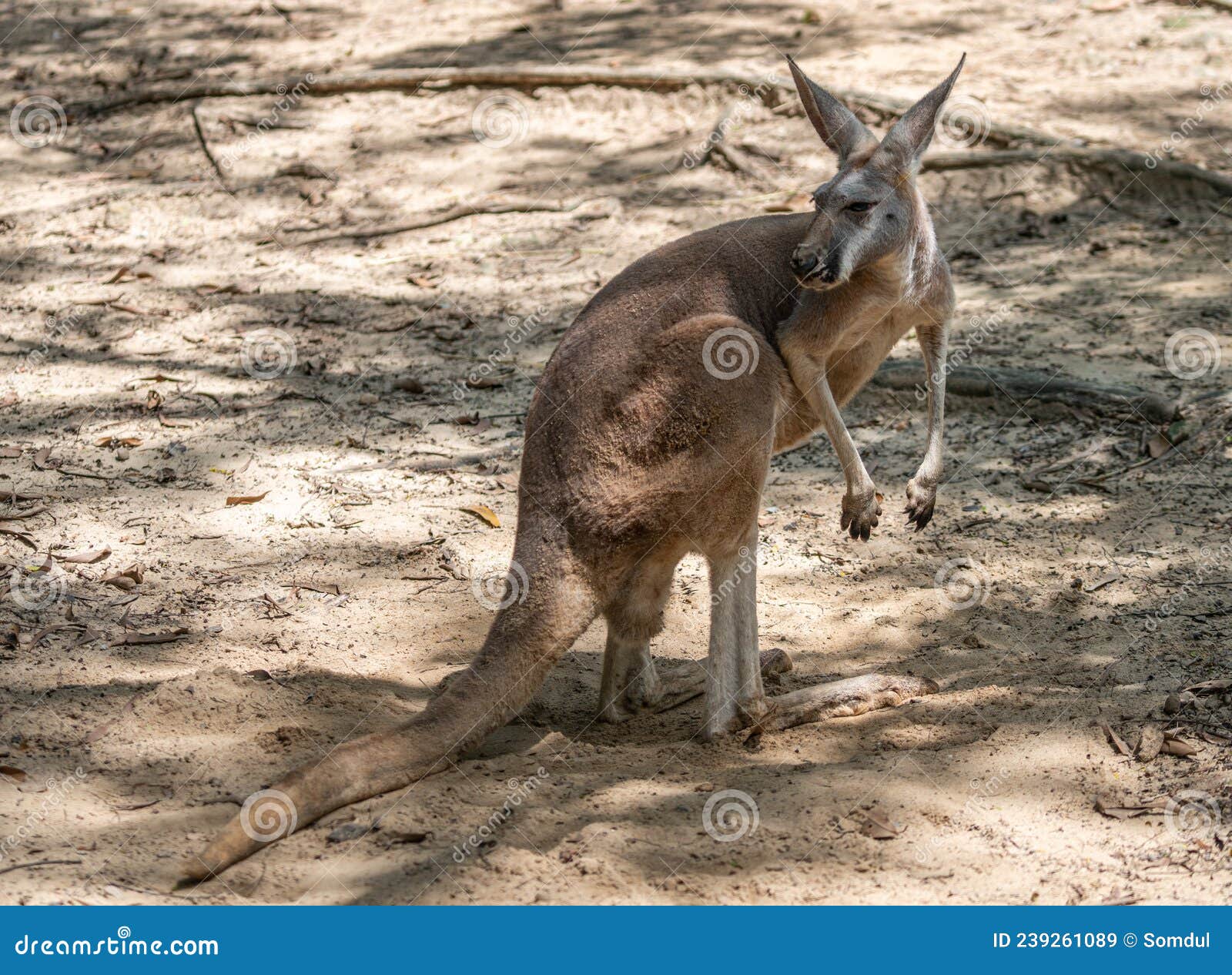 Full Body Kangaroo in a Zoo, Natural Light, and Shade on the Body of ...