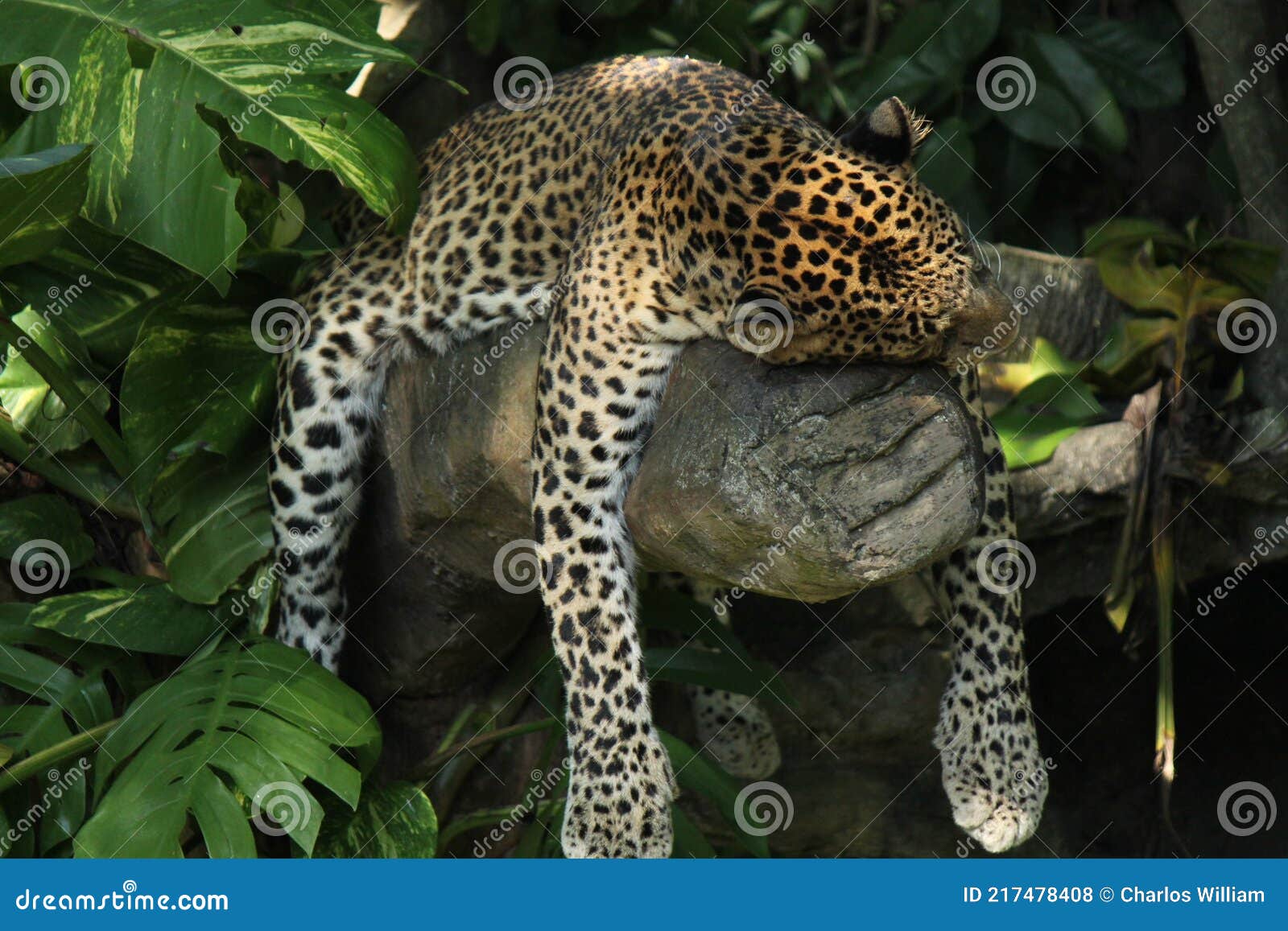 Full Body Leopard on a Tree Branch during Daylight Stock Photo - Image ...