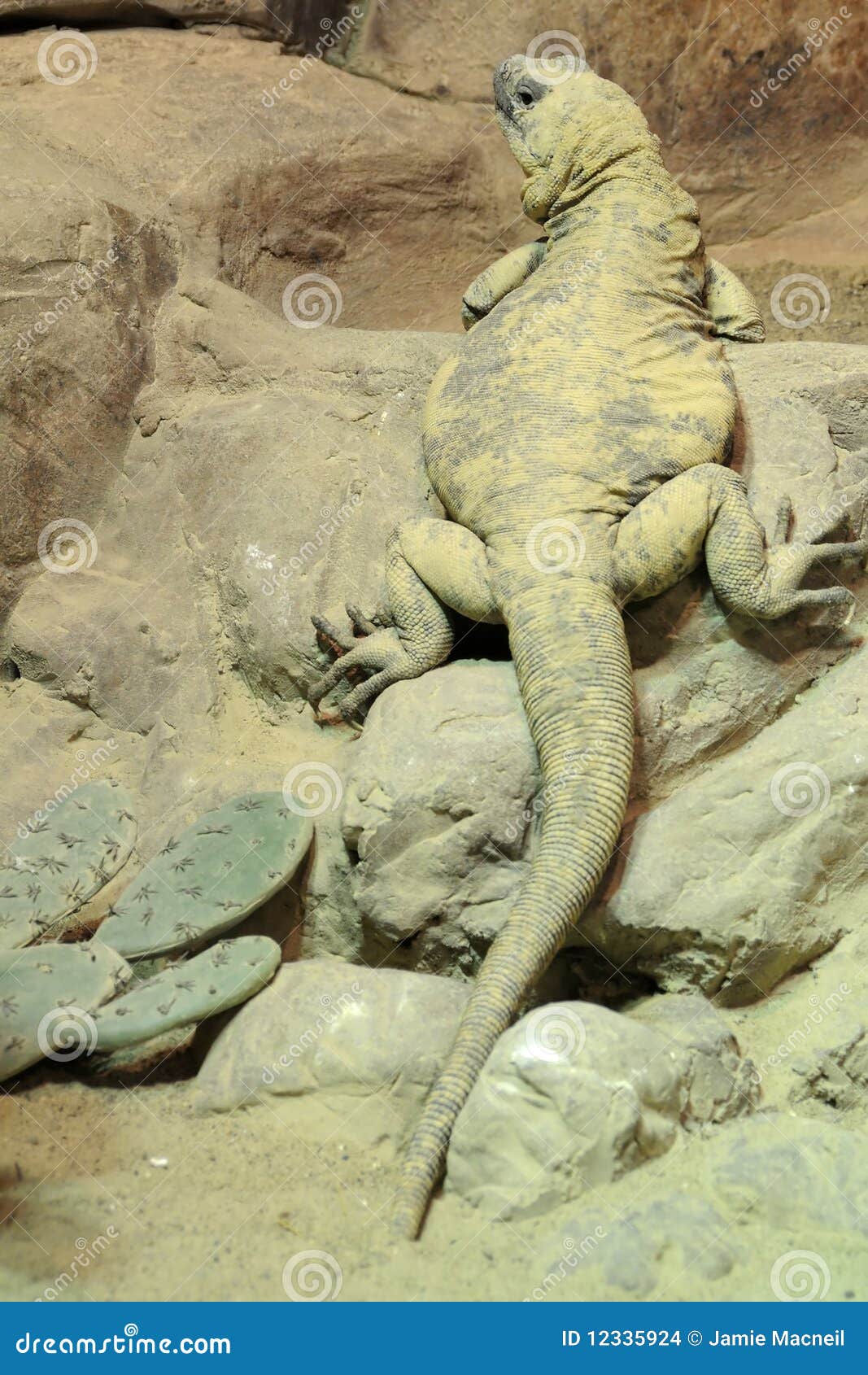 Full Body Lizard stock photo. Image of cold, scale, lizard - 12335924