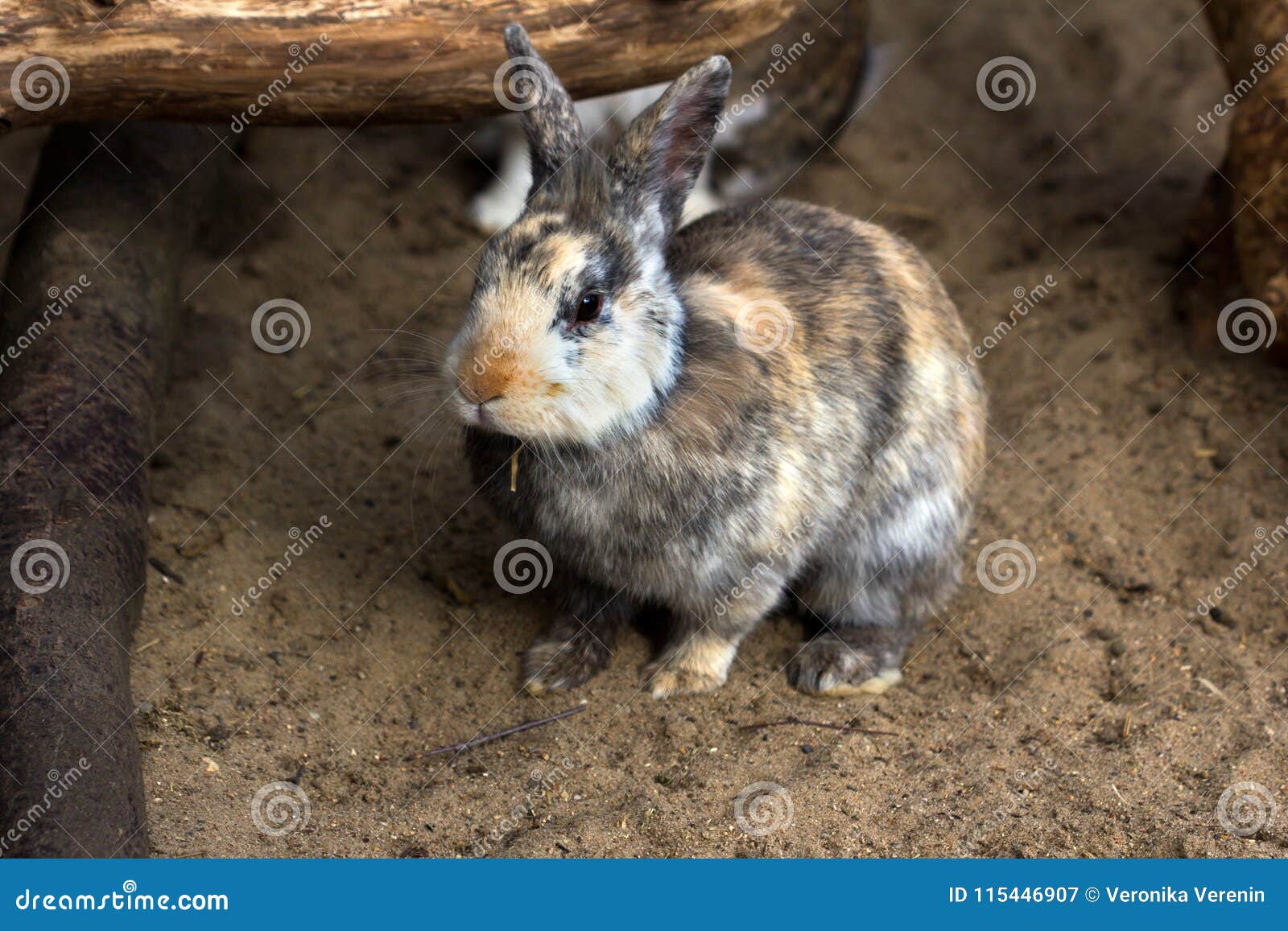 Multicolor pygmy rabbit stock image. Image of domestic - 115446907