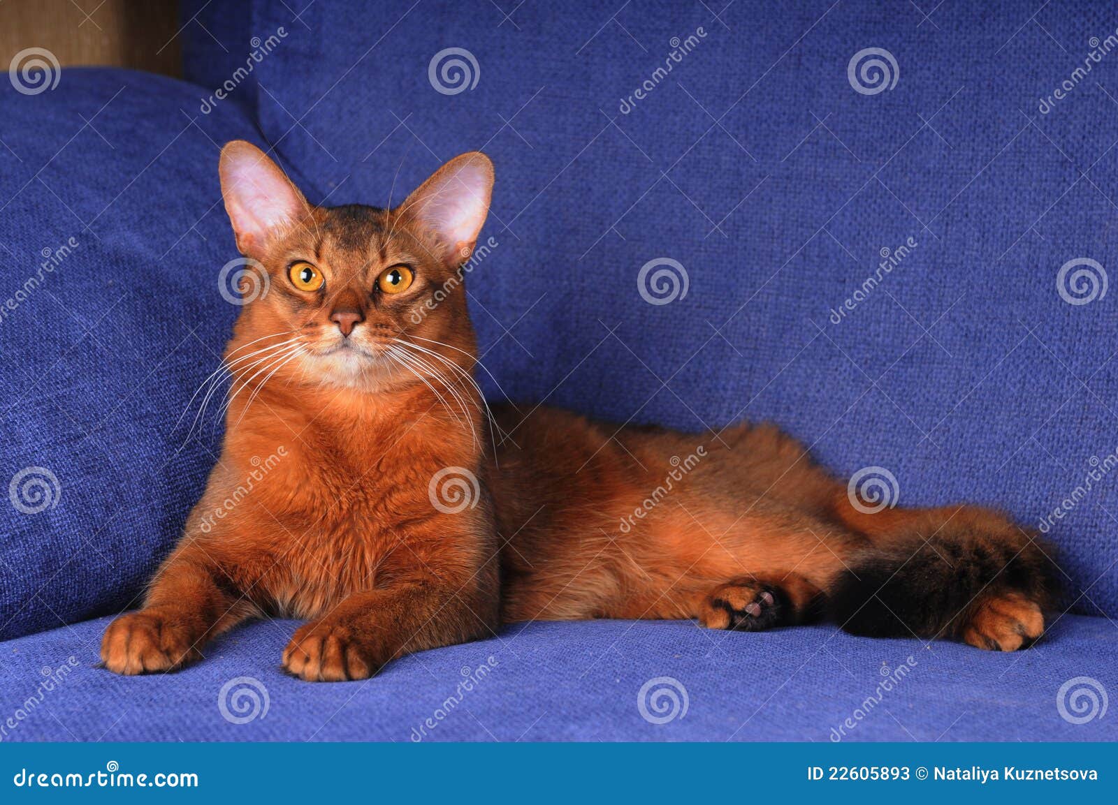 Full Body Portrait of Beautiful Somali Cat Stock Image - Image of blue ...