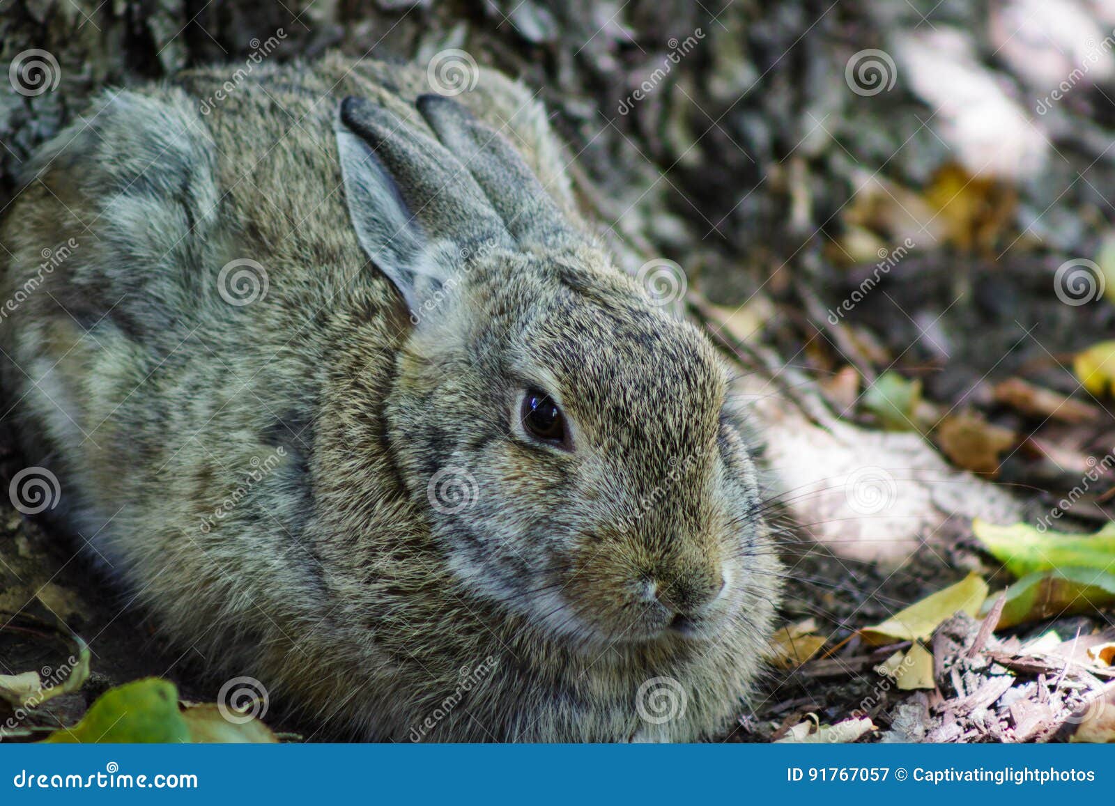 Full Body Portrait of a Cute Bunny Rabbit Stock Image - Image of fight ...