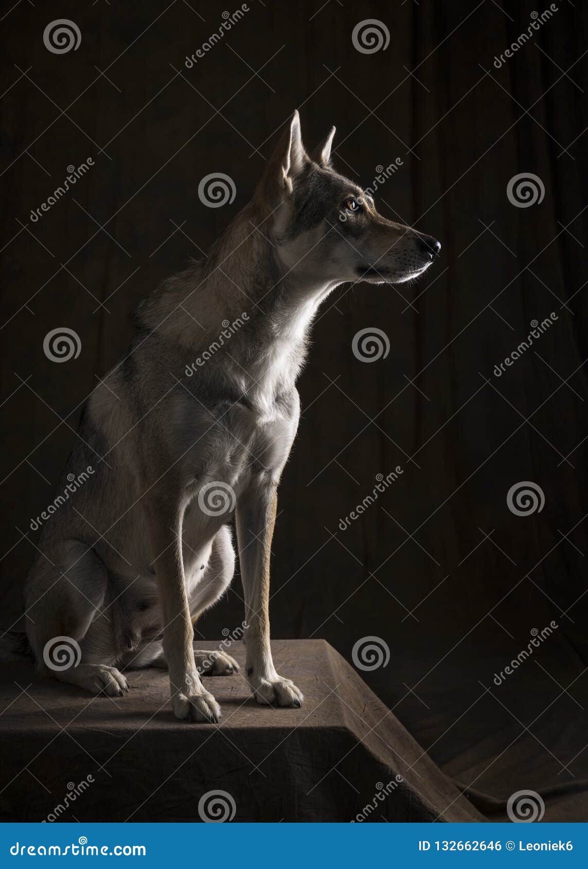 Full Body Portrait of a Female Tamaskan Hybrid Dog Sitting Side Ways ... Full Body Portrait of a Female Tamaskan Hybrid Dog Sitting Side Ways ...