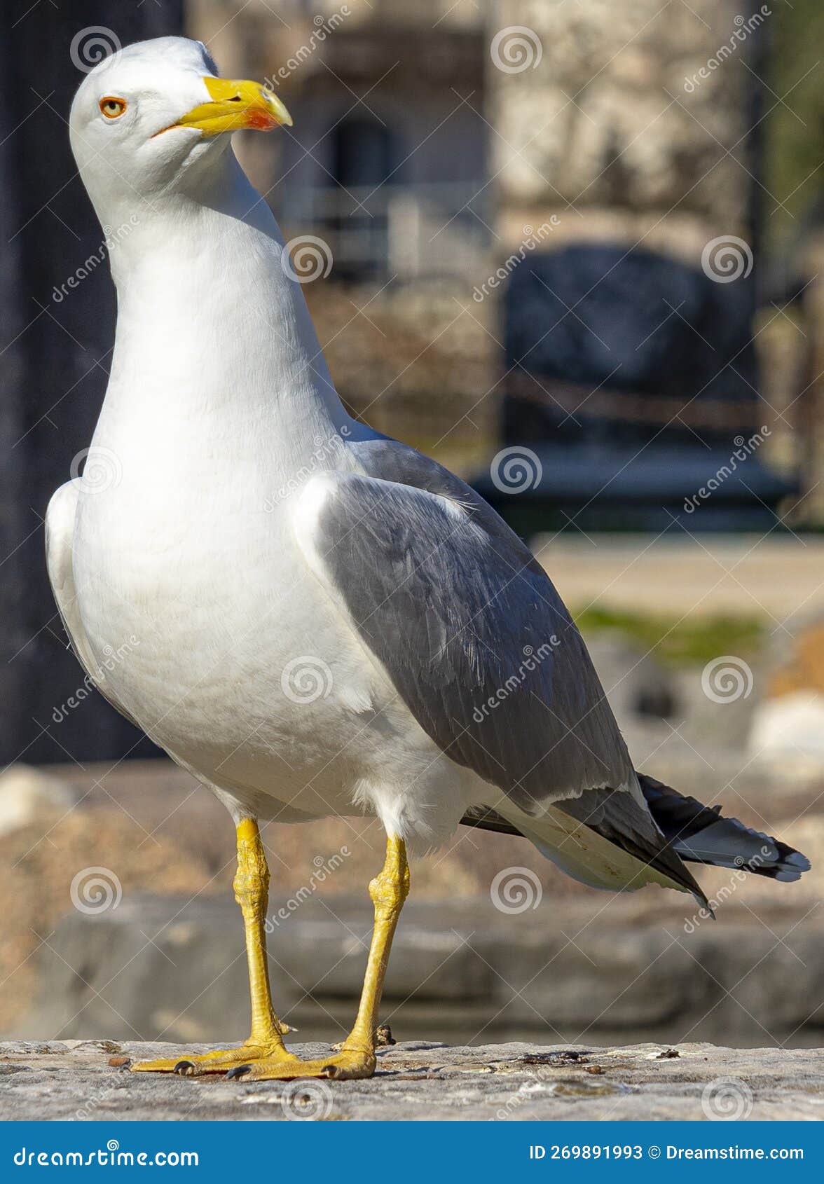 Full Body of a Seagull Perched on Top of a Ruin in a Relaxed Posture ...