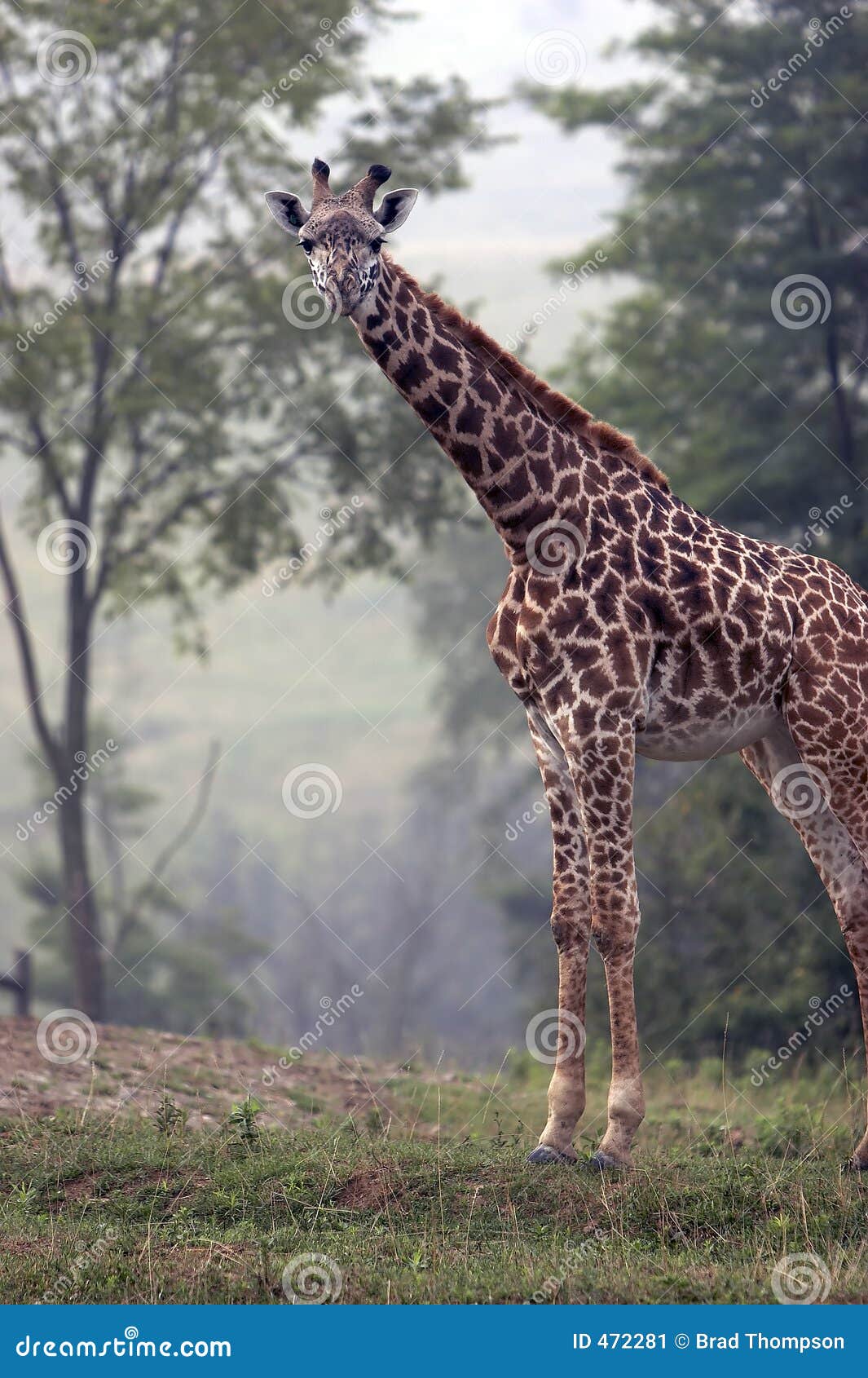 Full Body Shot of a Giraffe Stock Image - Image of animal, tall: 472281