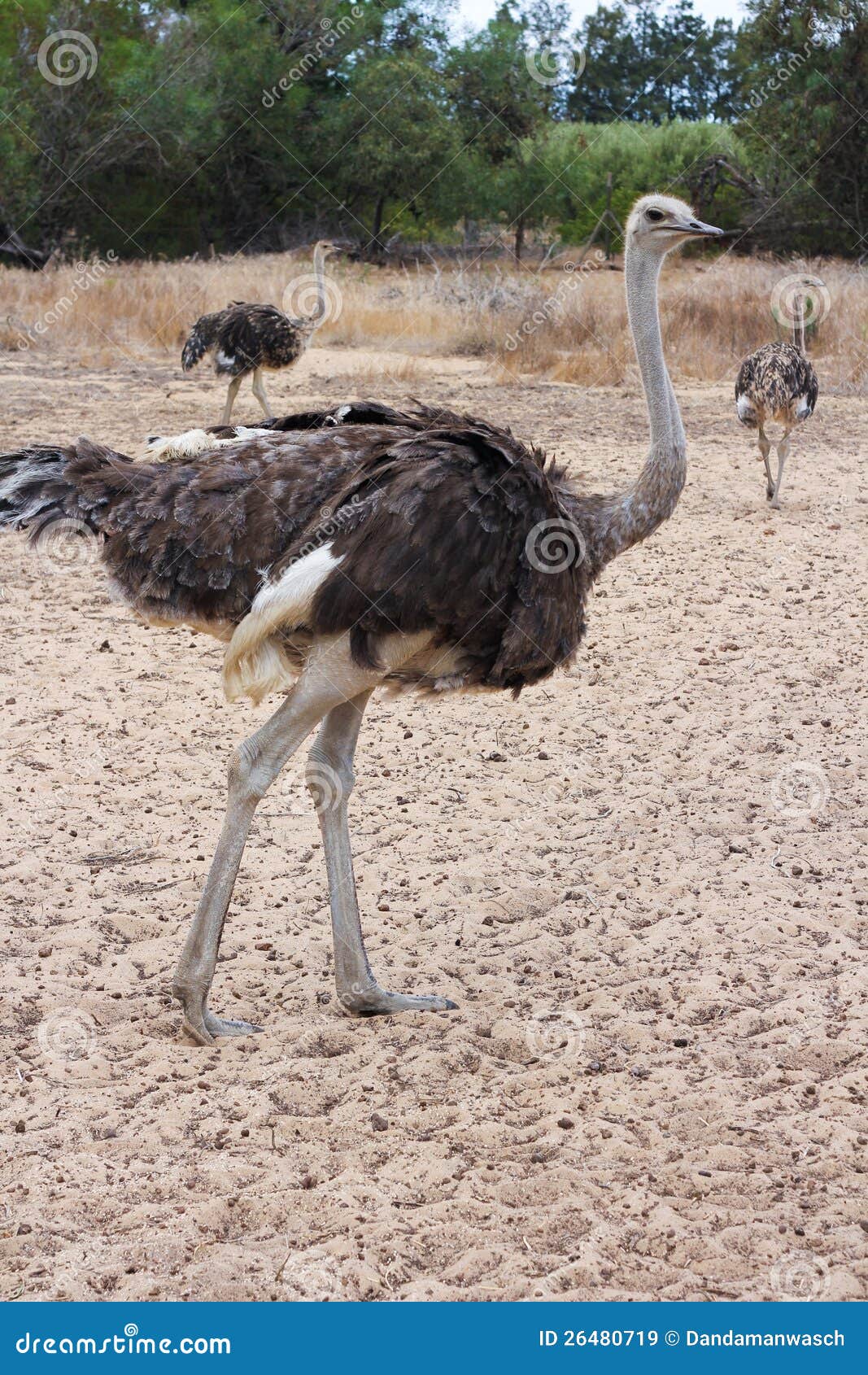 Full Body Shot of an Ostrich Stock Image - Image of bird, neck: 26480719