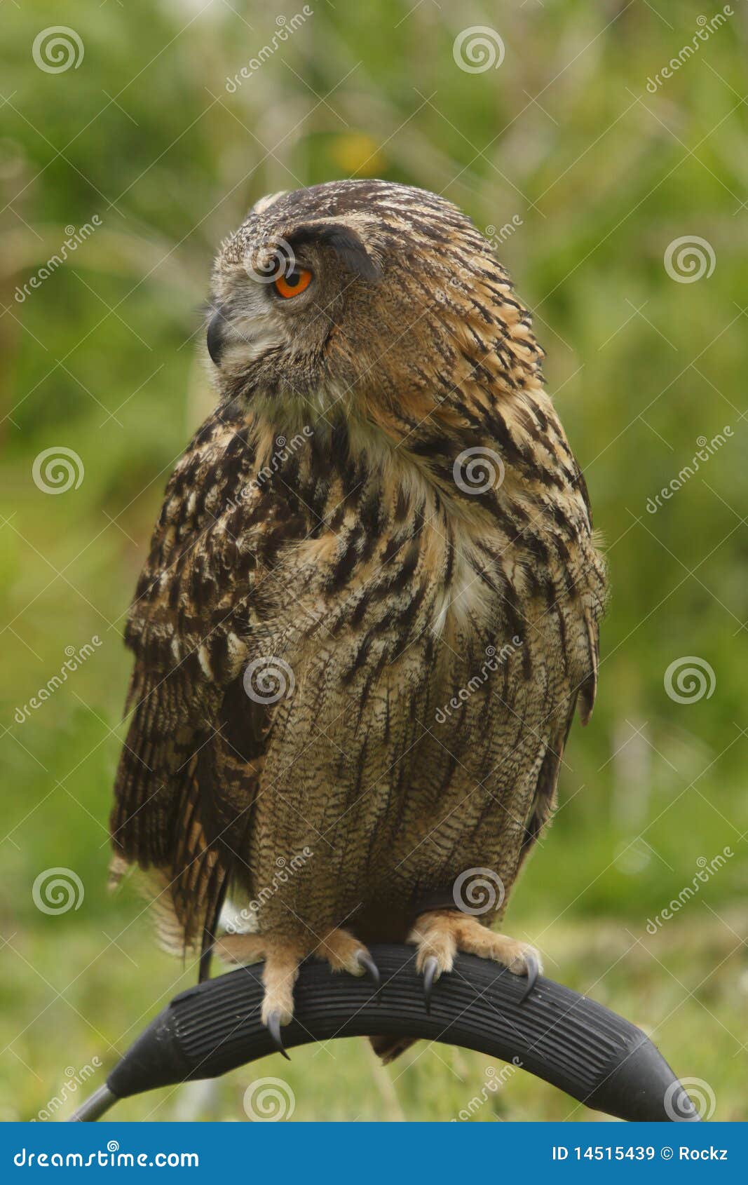Full body shot of an Owl stock image. Image of predatory - 14515439