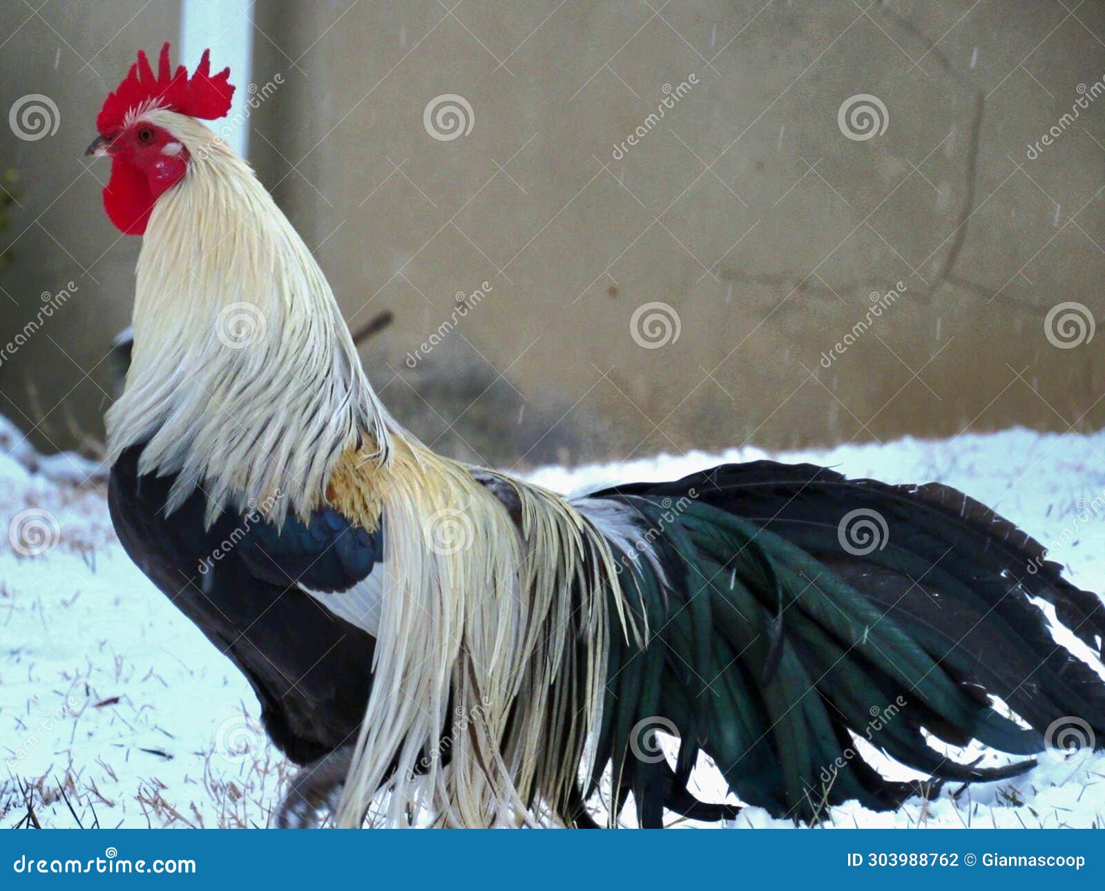 Full Body Silver Phoenix Rooster Stock Photo - Image of body, silver ...