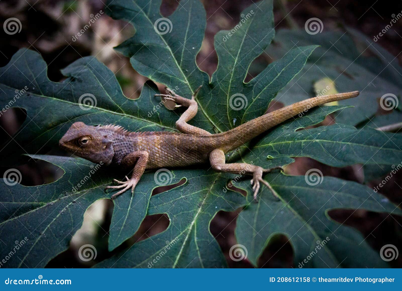 Full Body Size of Chameleon Image in this Image it is Sitting Alone ...