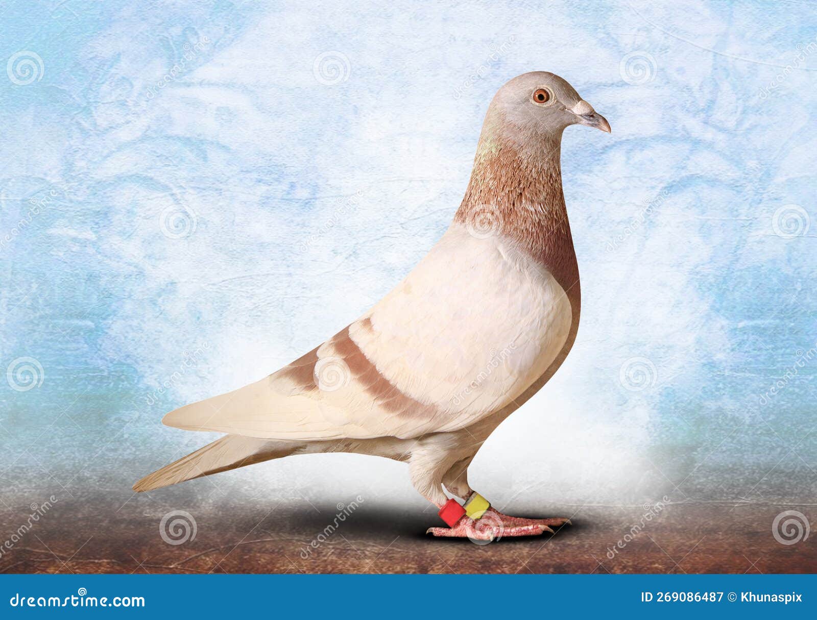 Full Body of Speed Racing Pigeon Bird Stock Image - Image of mealy ...