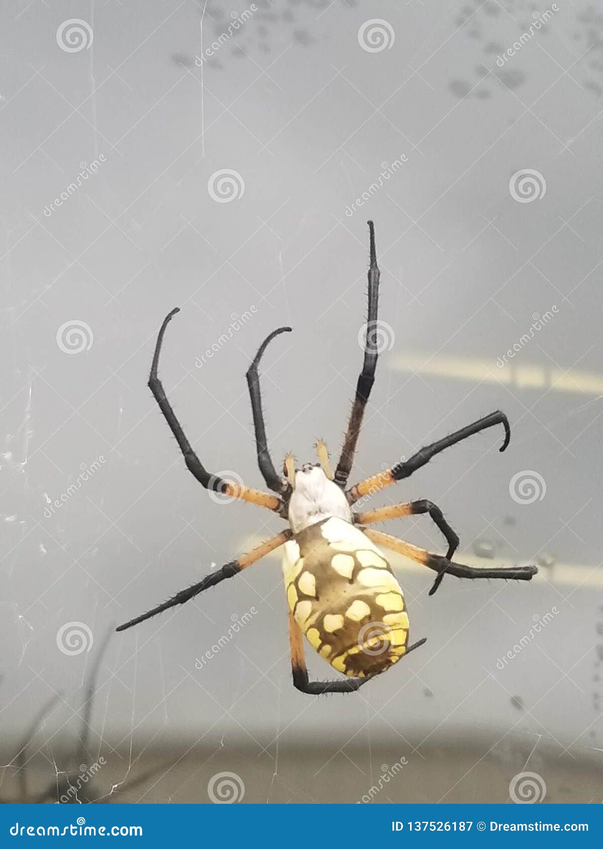 Full body spider stock image. Image of shot, body, full - 137526187