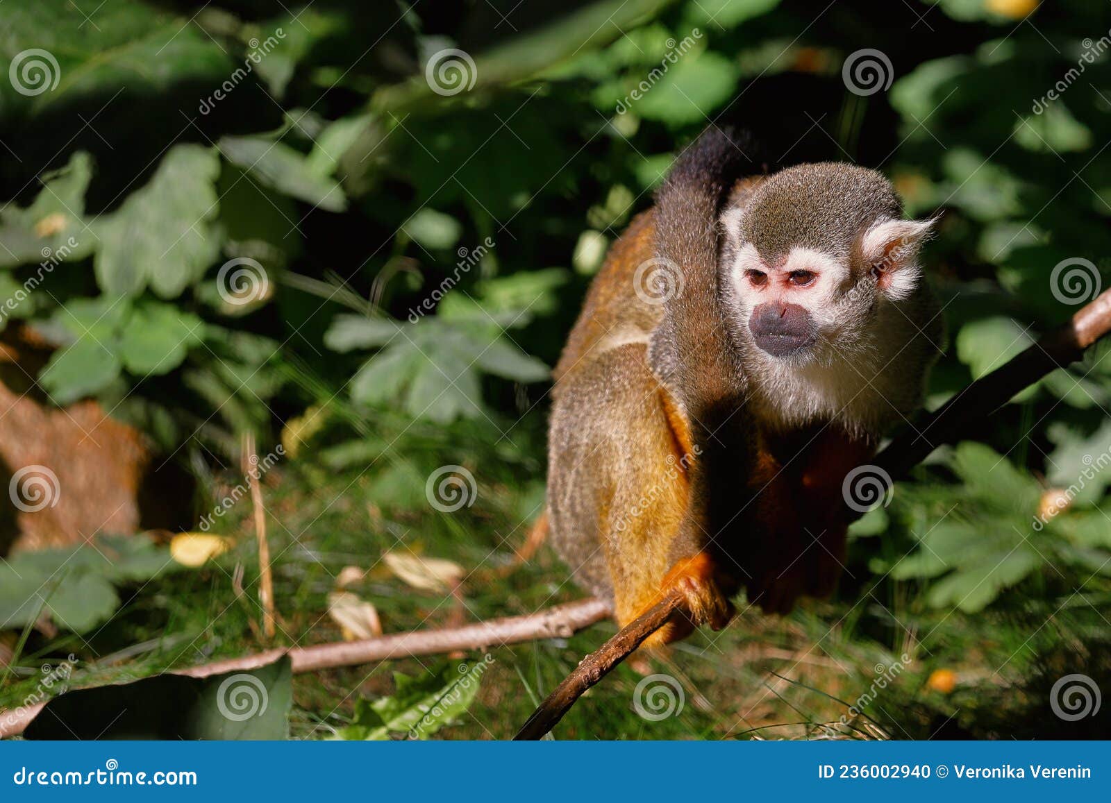 Full Body of the Squirrel Simian Monkey Stock Photo - Image of engraved ...