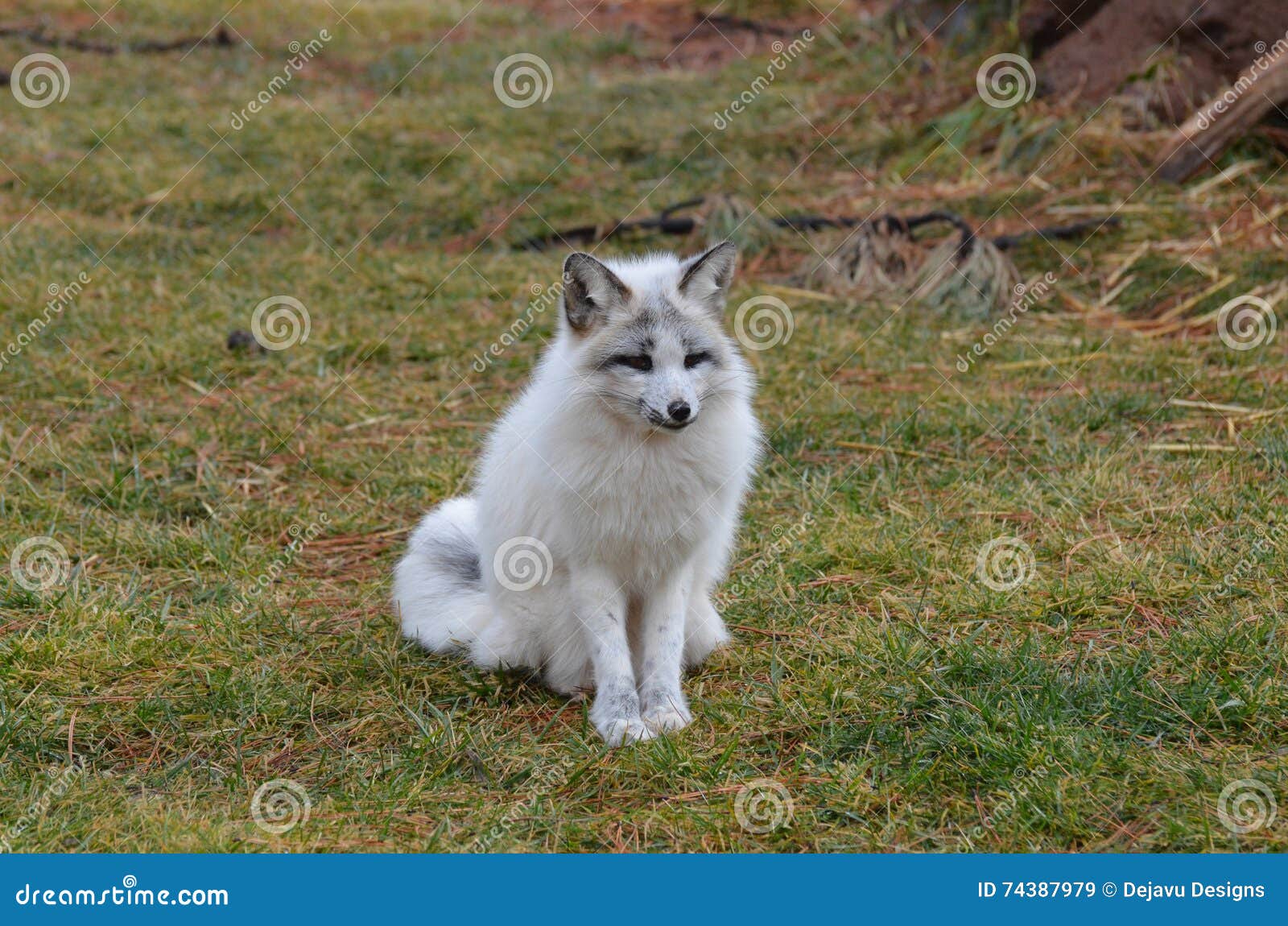 Full Body of a Swift Fox Sitting Stock Image - Image of wild, cute ...