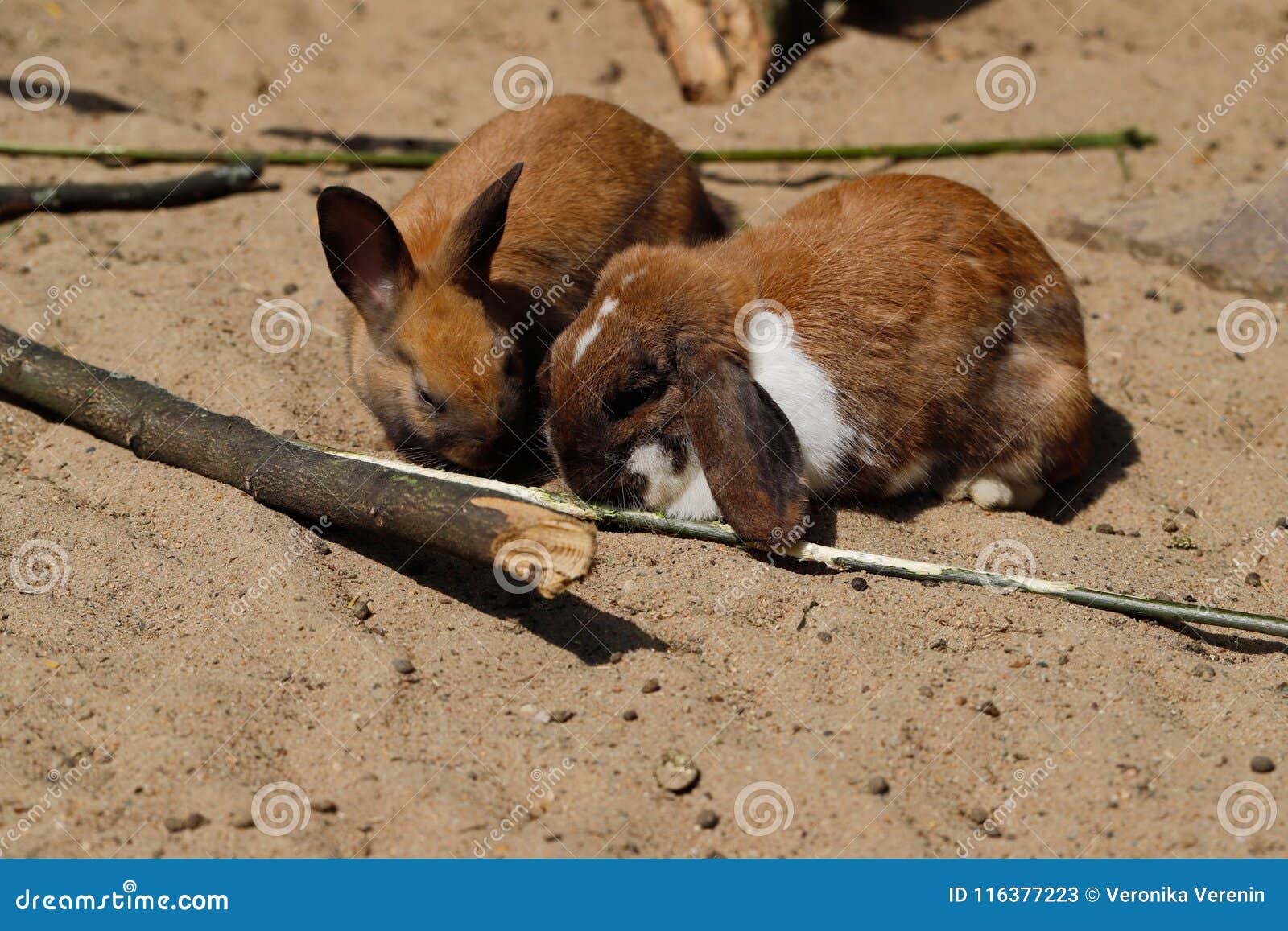 Two domestic pygmy rabbit stock image. Image of domestic - 116377223