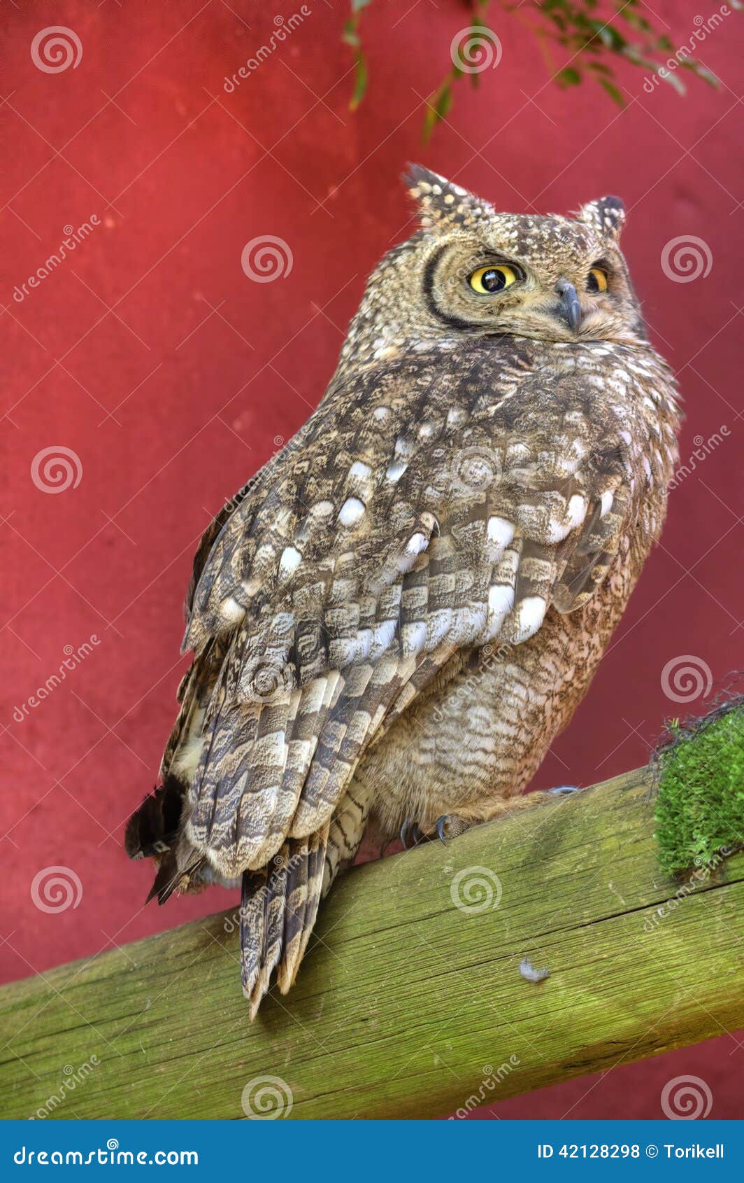 Full Body View of Spotted Eagle Owl Perching Stock Photo - Image of ...