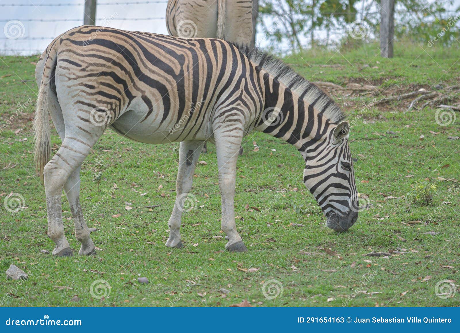 Full body zebra stock image. Image of grass, grassland - 291654163
