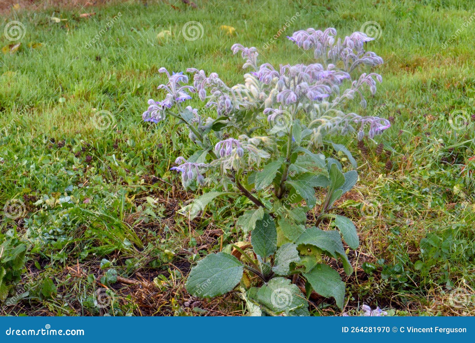 Full Borage Plant in Green Grass 02 Stock Photo - Image of natural ...