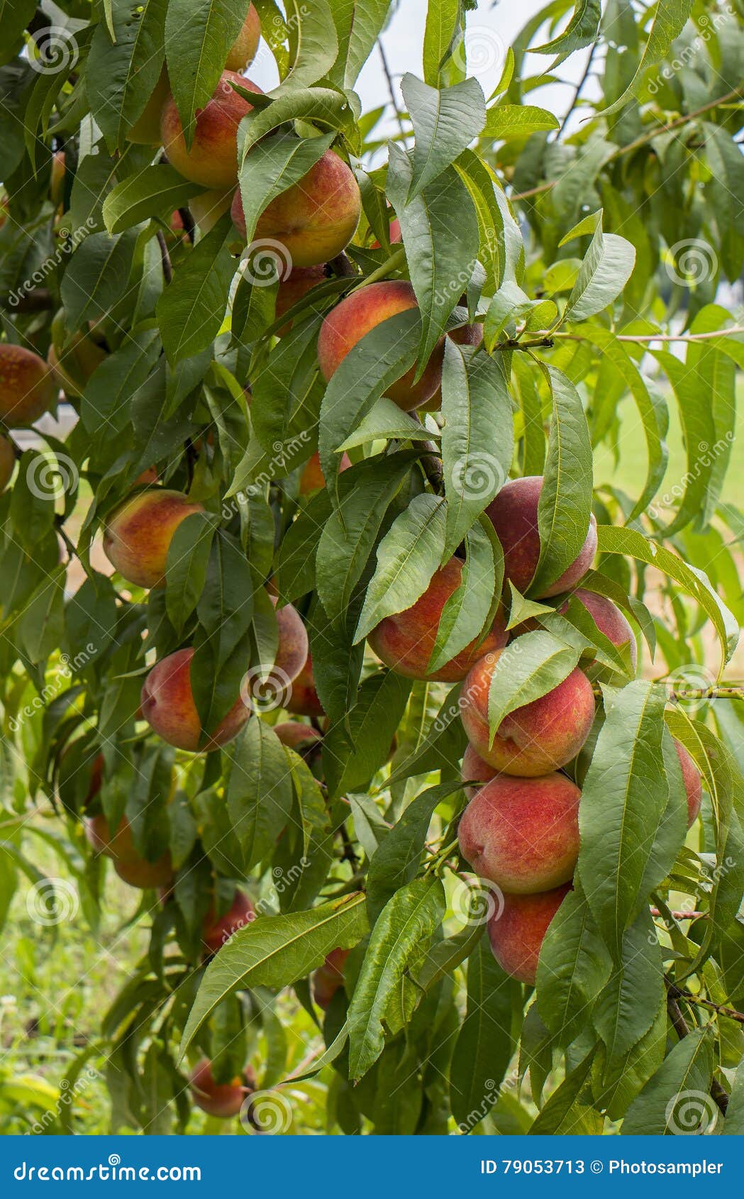 Full branch of peaches. stock image. Image of peach, farm - 79053713