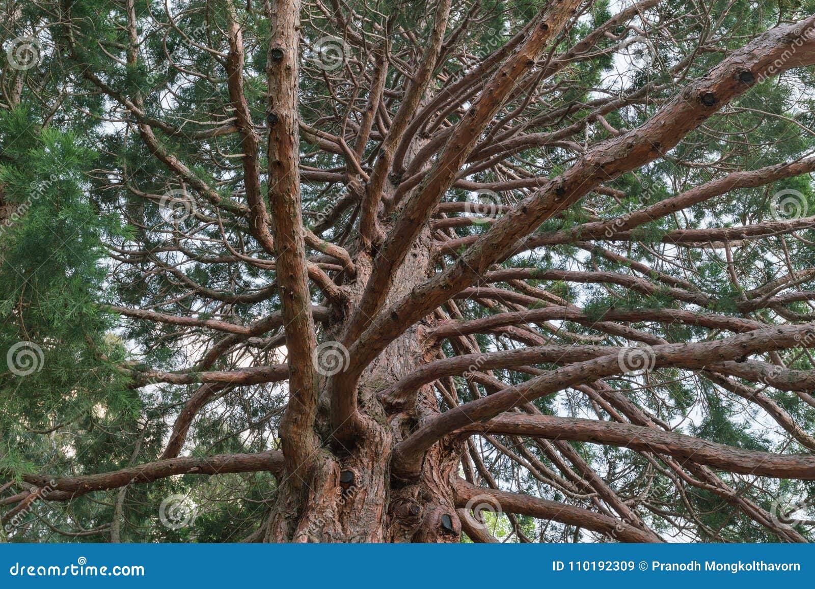 Full of branched oak tree stock image. Image of foliage - 110192309