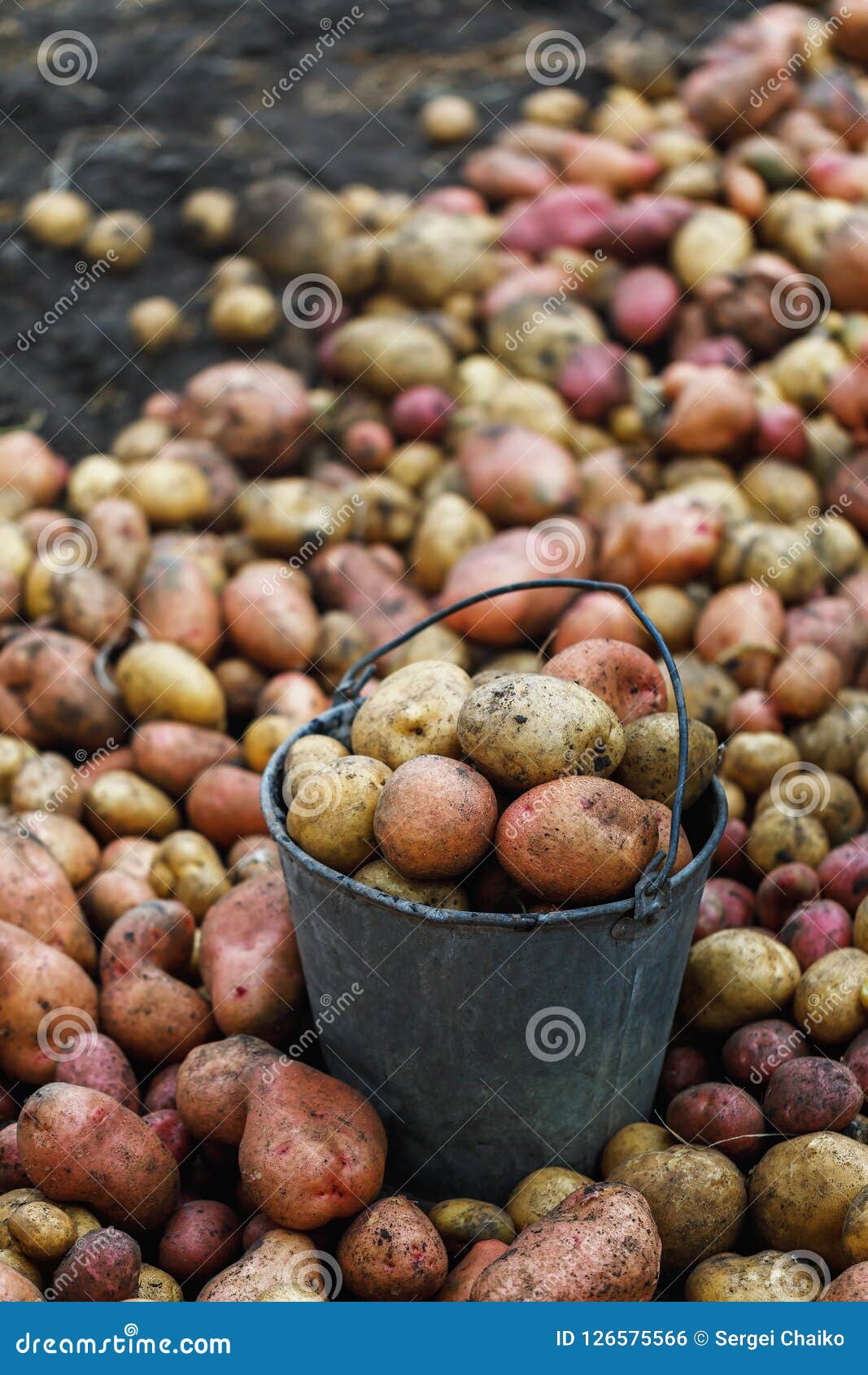 Full bucket of potatoes stock photo. Image of farm, harvested - 126575566