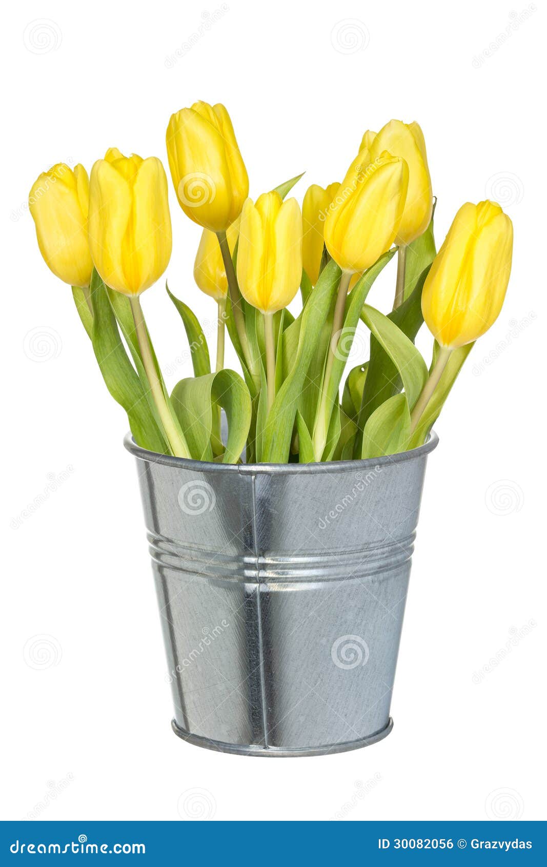 Full Bucket Of Yellow Tulips Stock Photo - Image of spring, blossom ...