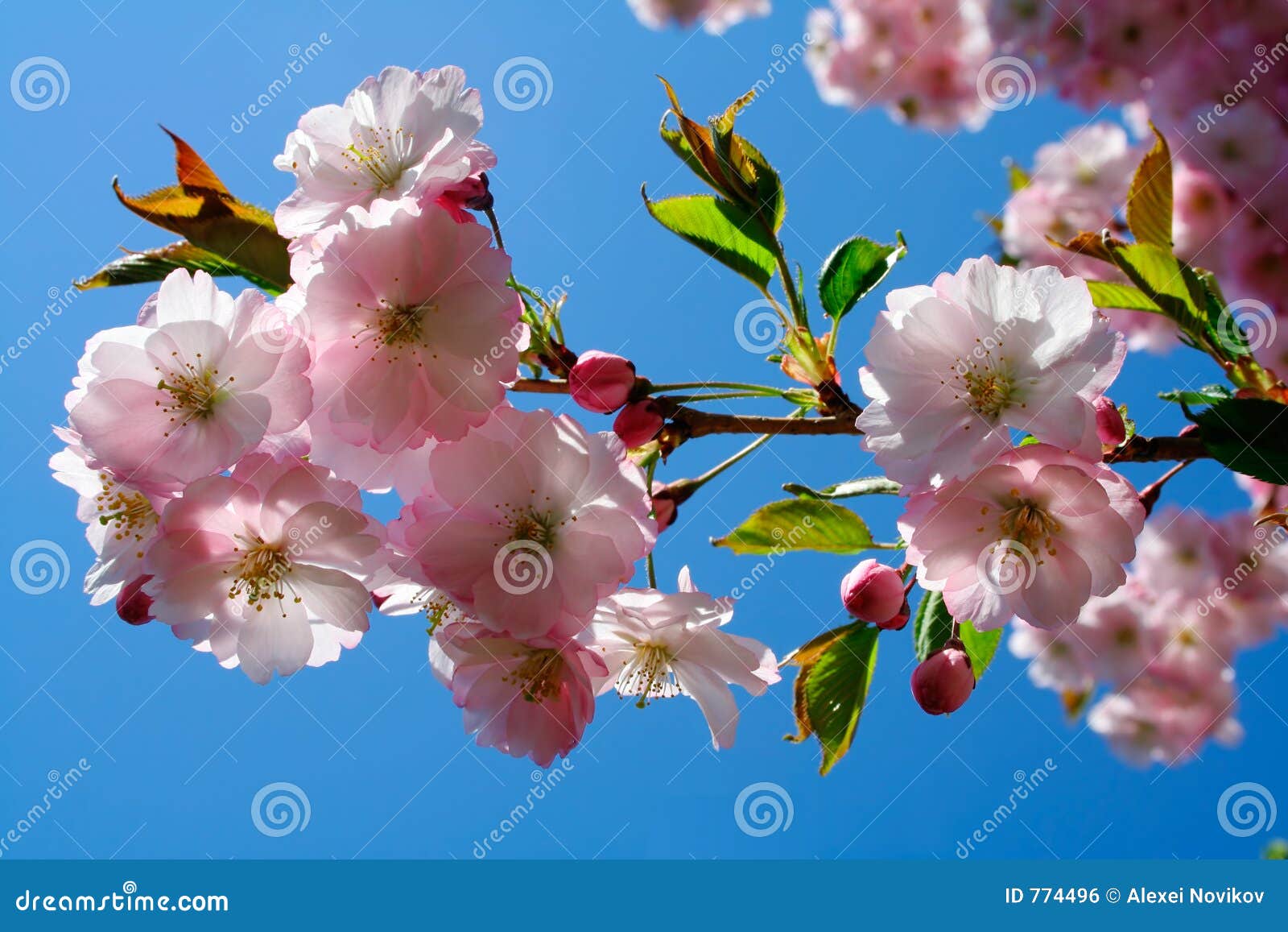In full bud stock photo. Image of leaves, affection, blooming - 774496