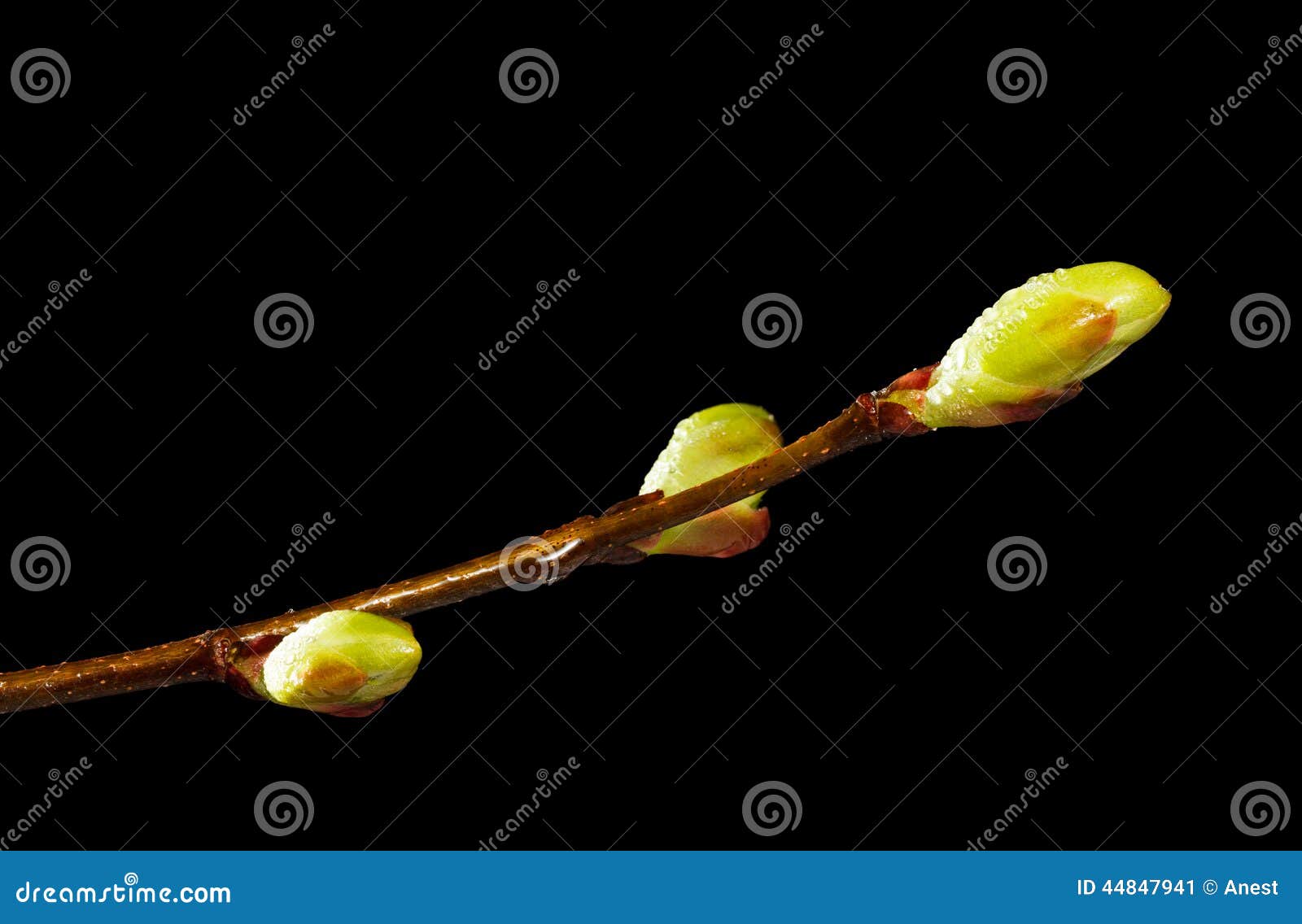 Full buds stock image. Image of fresh, seasonal, freshness - 44847941