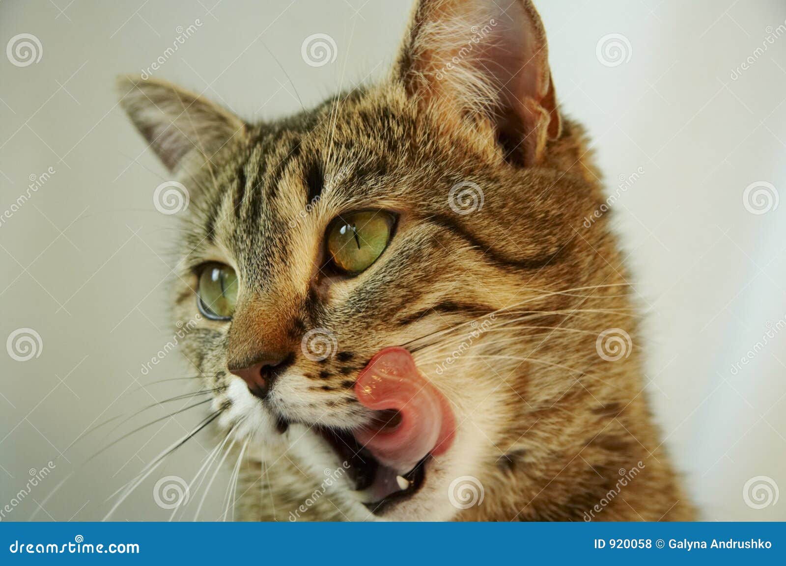 Full cat stock photo. Image of animal, pets, foods, cats - 920058