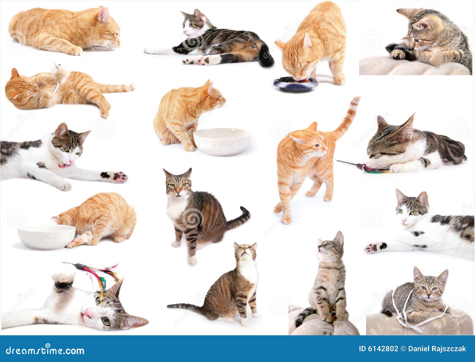 Full of cats stock photo. Image of animal, childhood, paying - 6142802