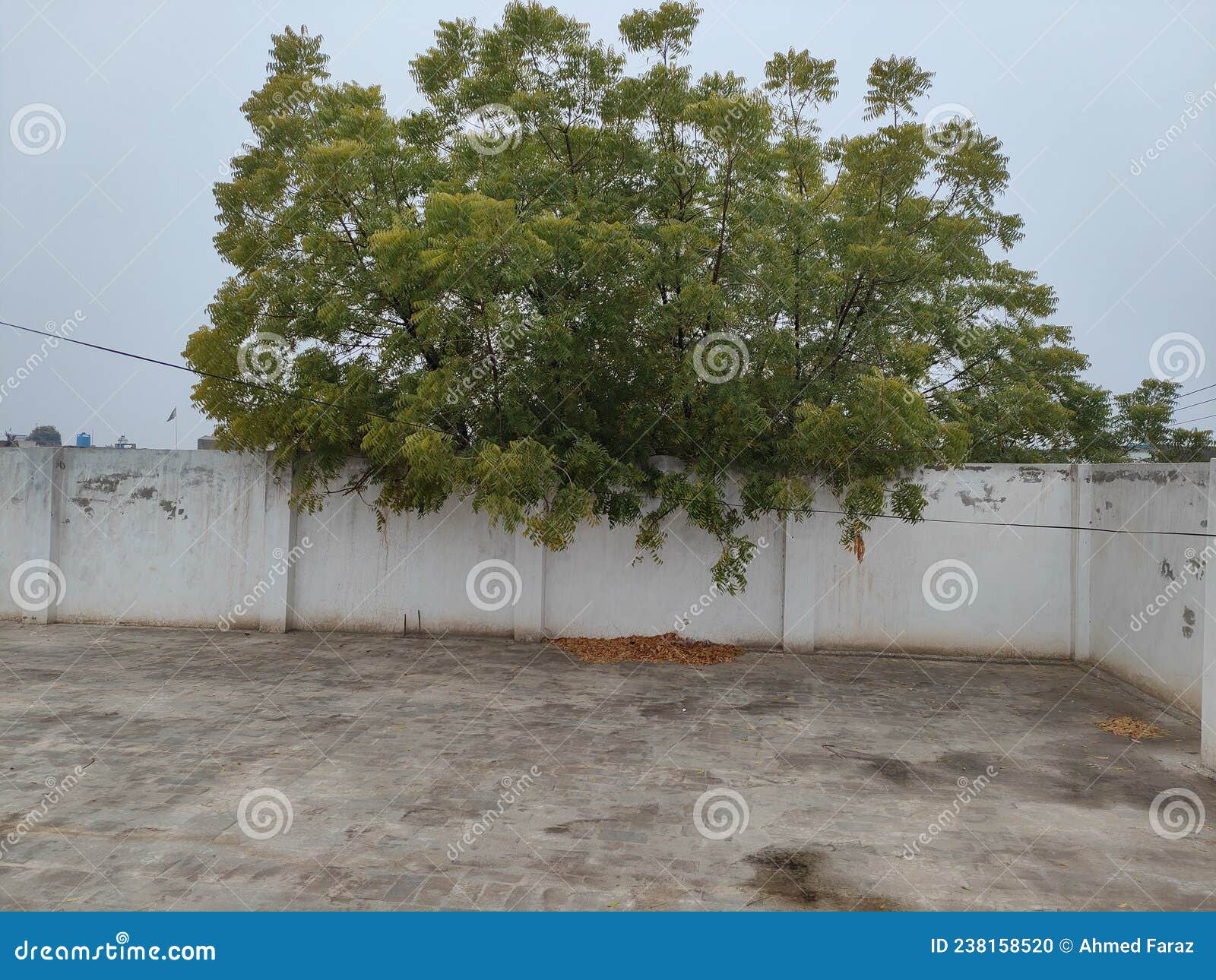 Classic Normal Nature Tree Stock Photos - Free & Royalty-Free Stock ...