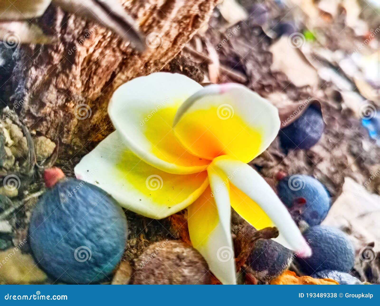 Full Closeup of Chafa Flower Stock Photo - Image of plumeria, fragnent ...