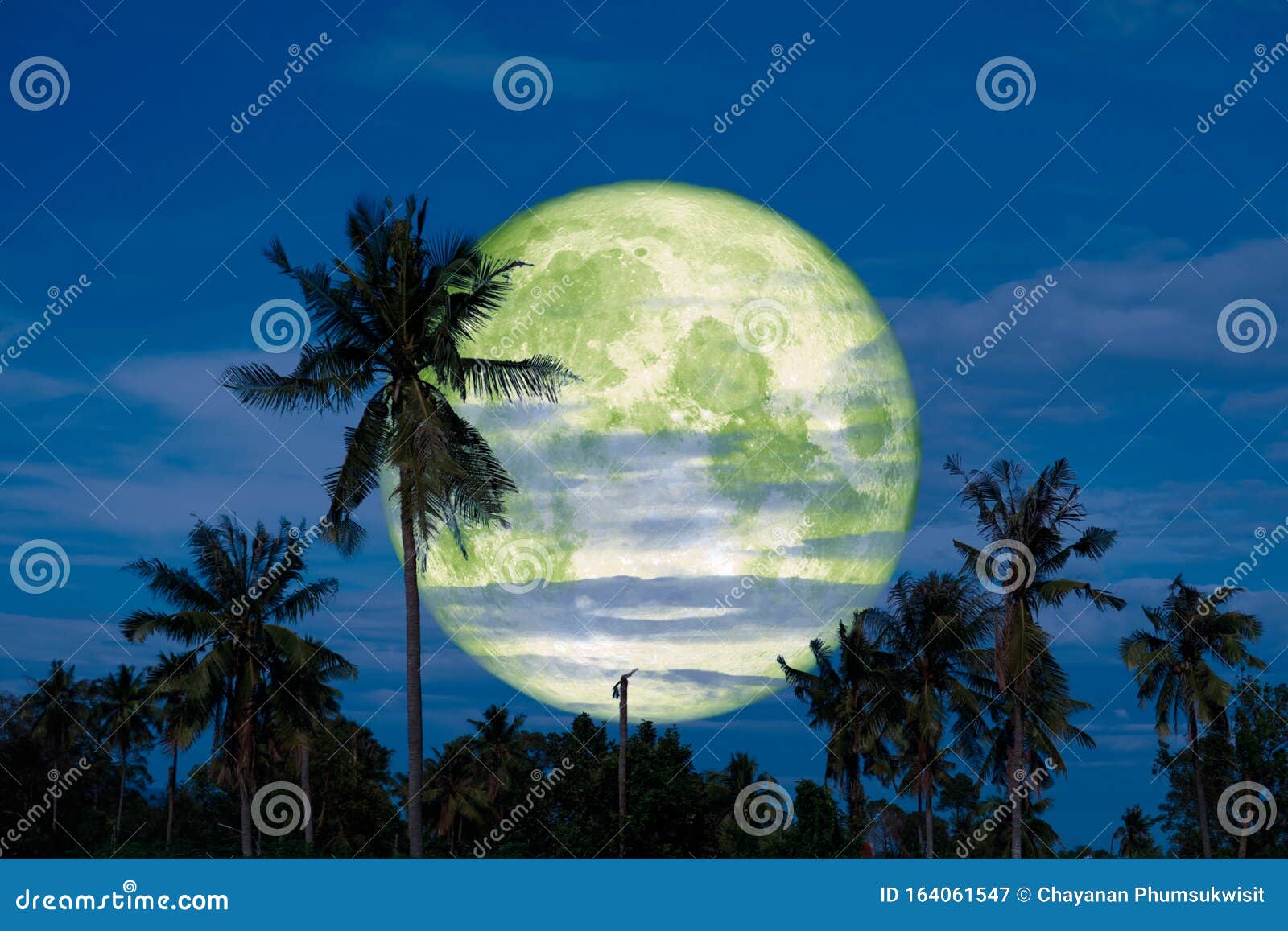 Full Cold Moon Back on Coconut Tree in the Night Sky Stock Image ...